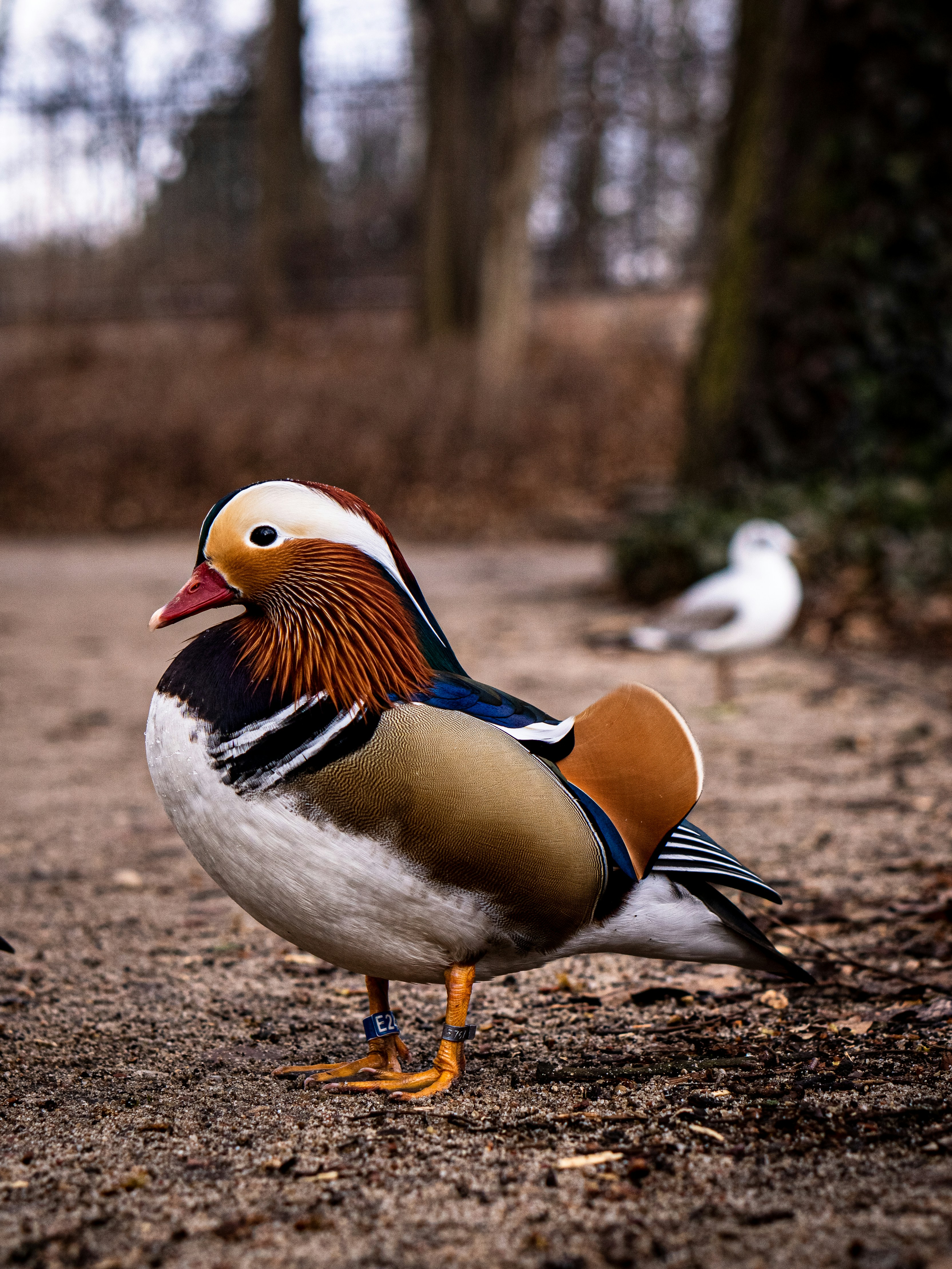 a bird standing on the ground