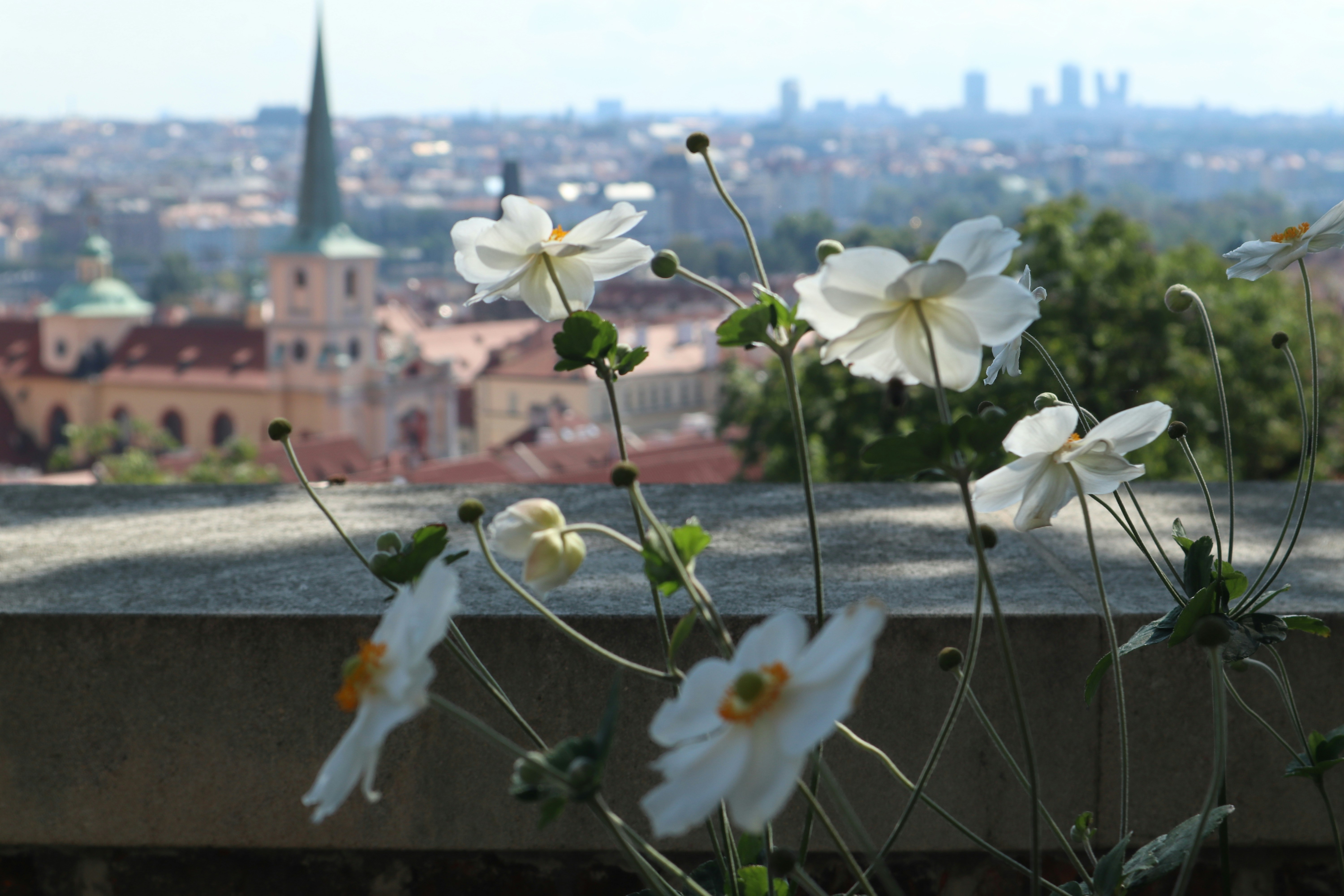 a group of white flowers on a branch with a city in the background