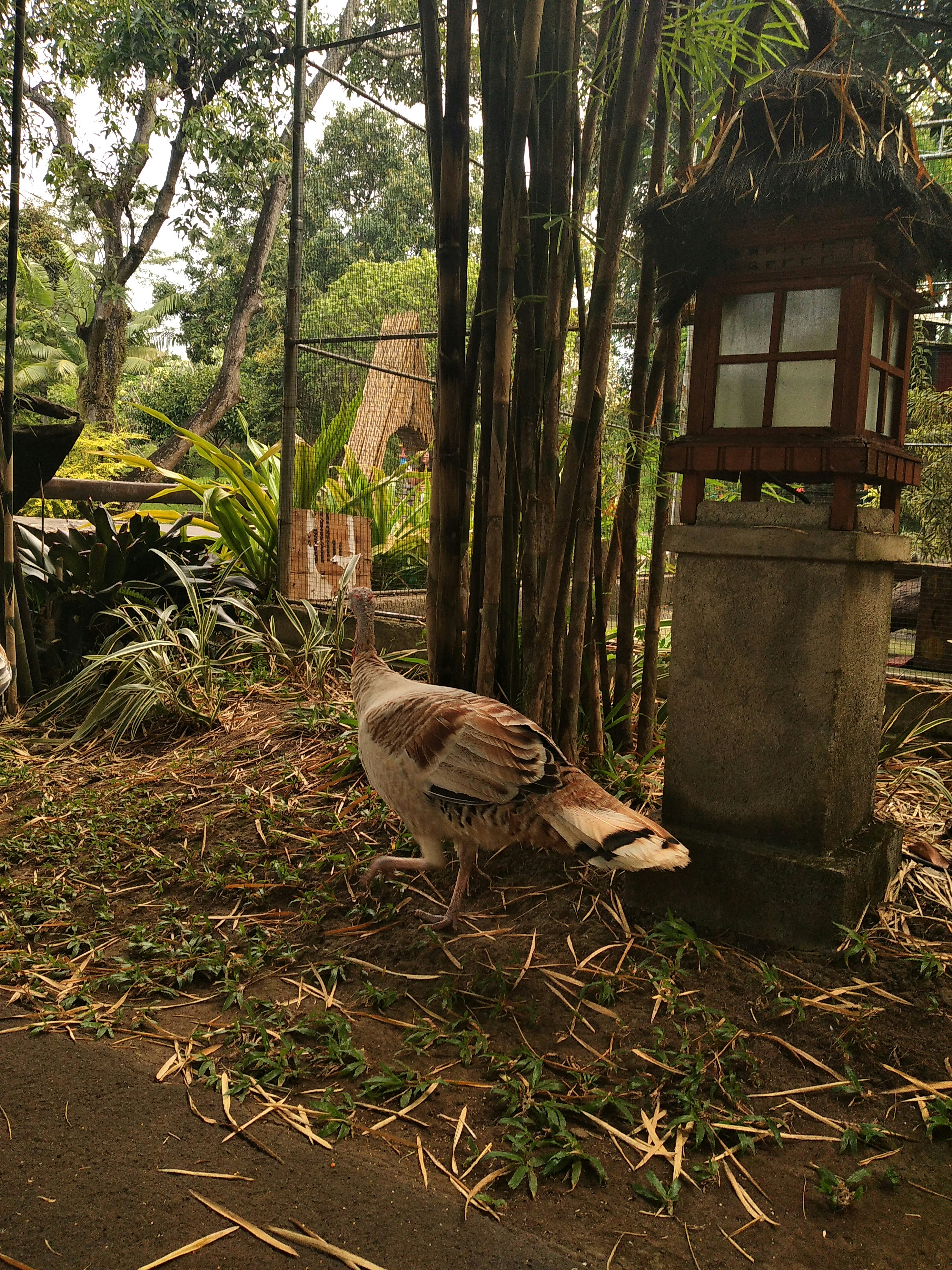 A turkey exploring a lush garden surrounded by bamboo and greenery, with a traditional lantern in the background.