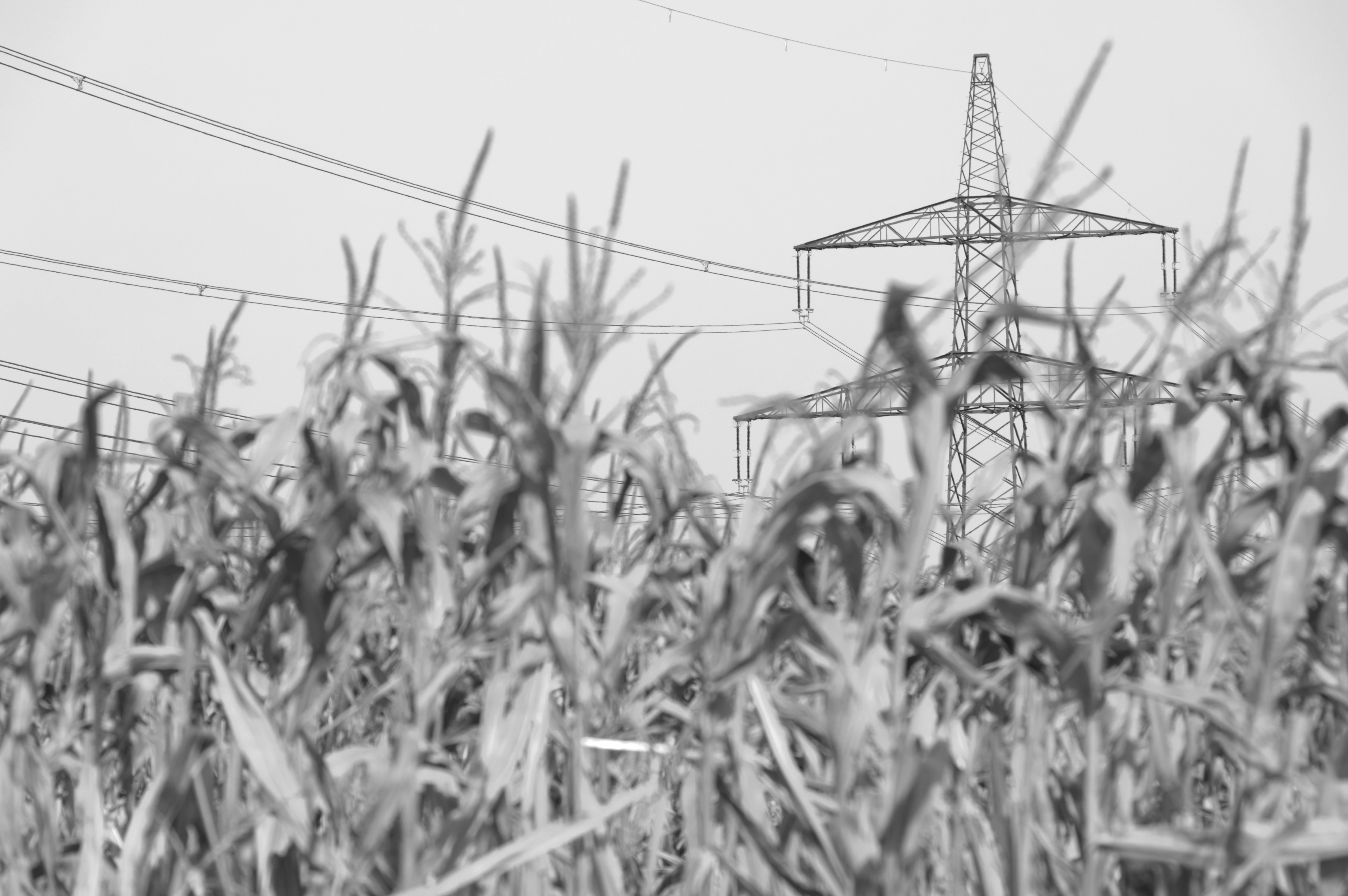 a field of wheat