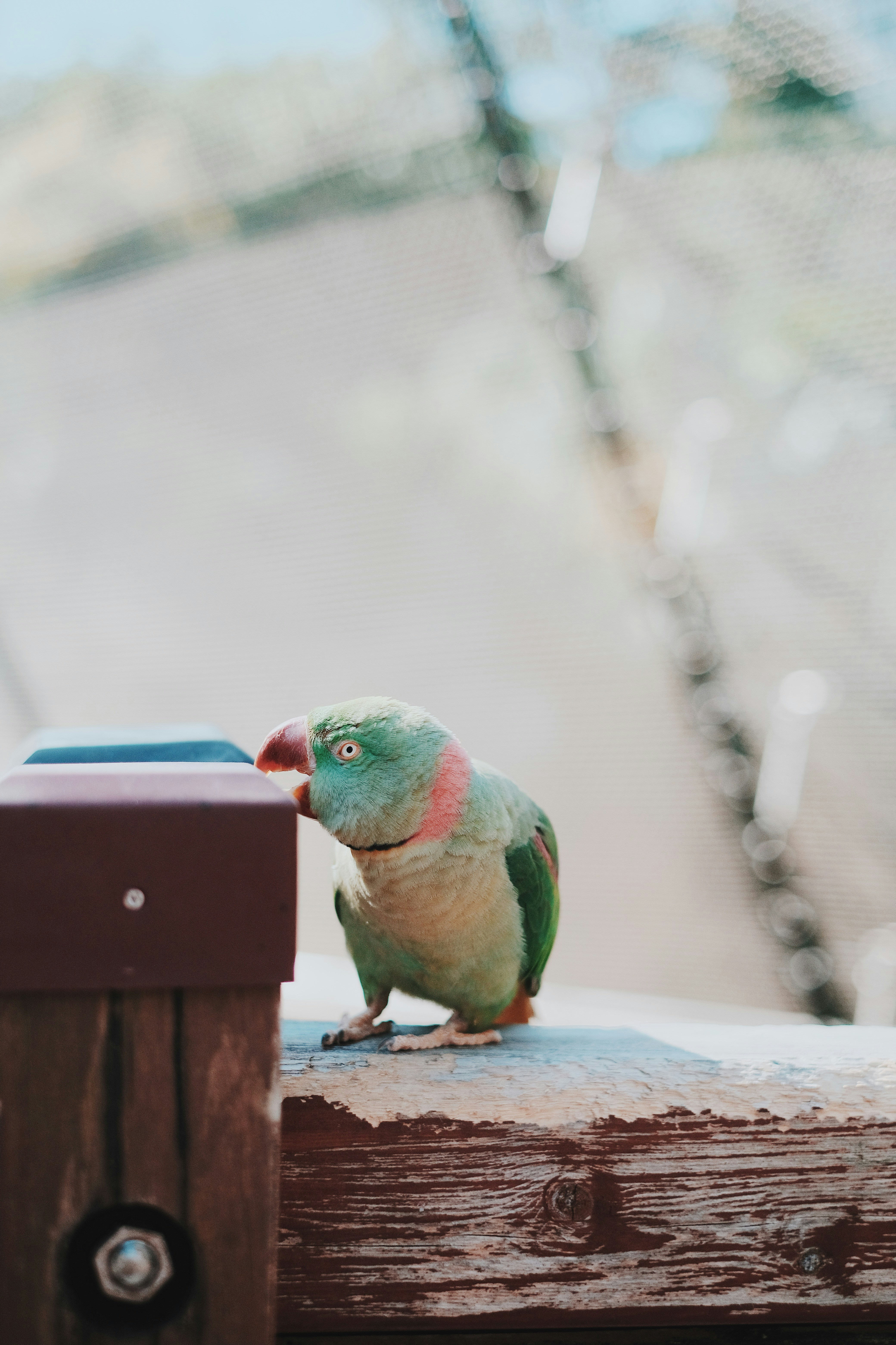 Colorful parrot perched on a wooden surface, curiously inspecting a blue object. The background features a soft blur of mesh and greenery.