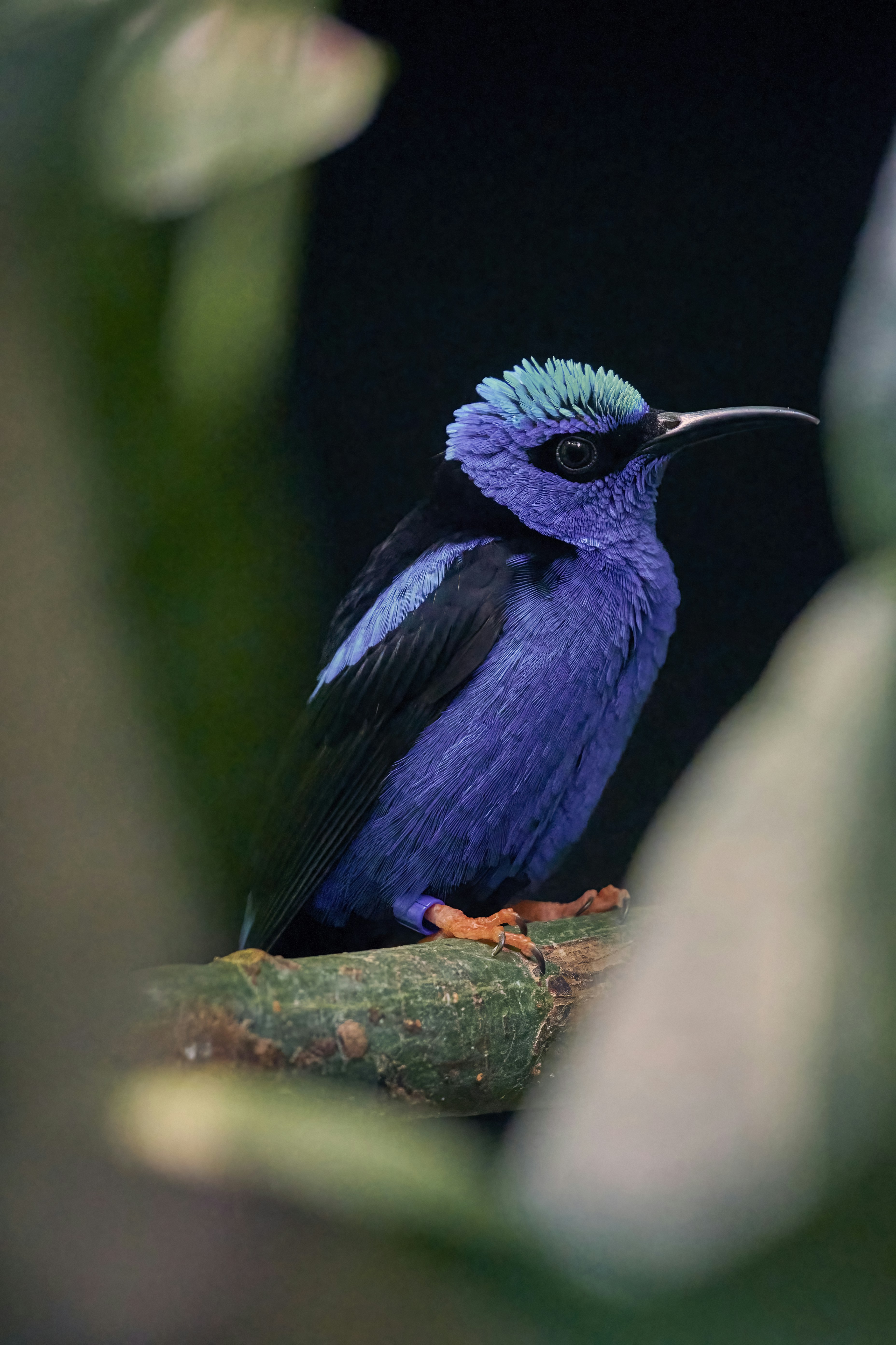 Iridescent Purple Sunbird Perched on a Mossy Branch
