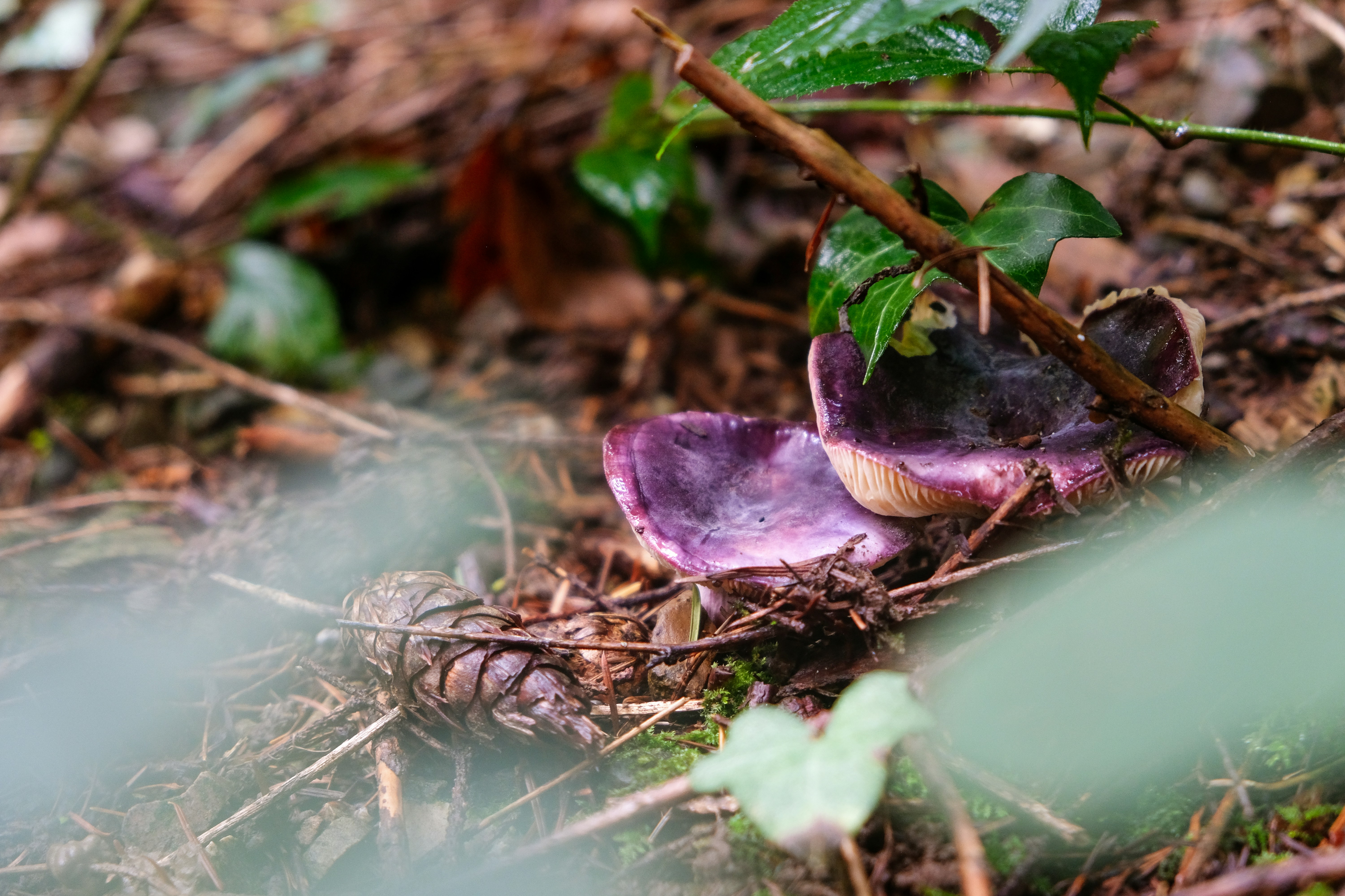 Purple-lipped mushroom nest among forest litter