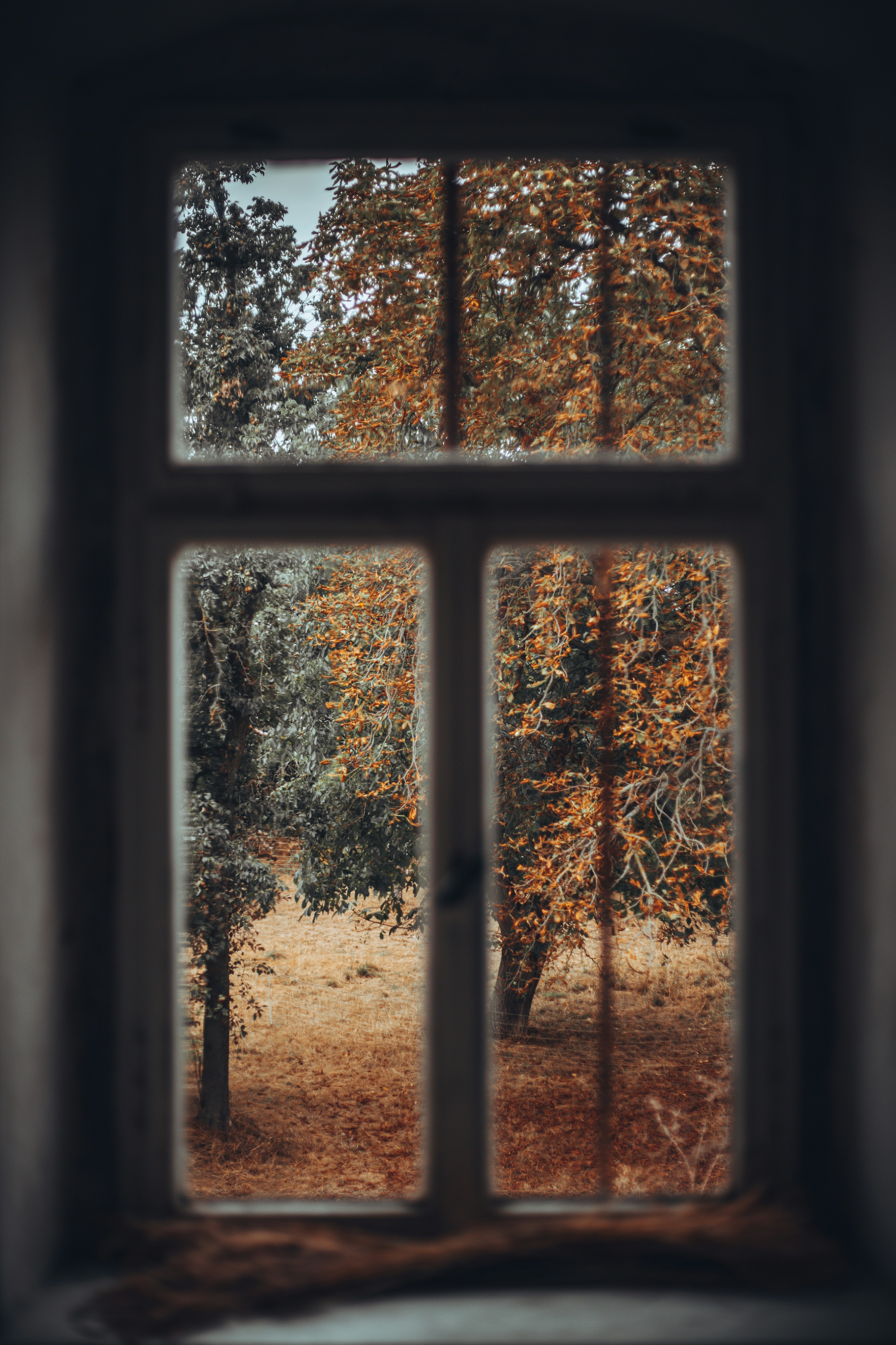 A view through an old window frame, showcasing vibrant autumn foliage and a serene landscape beyond. The warm tones of the leaves contrast with the cool shadows of the trees.