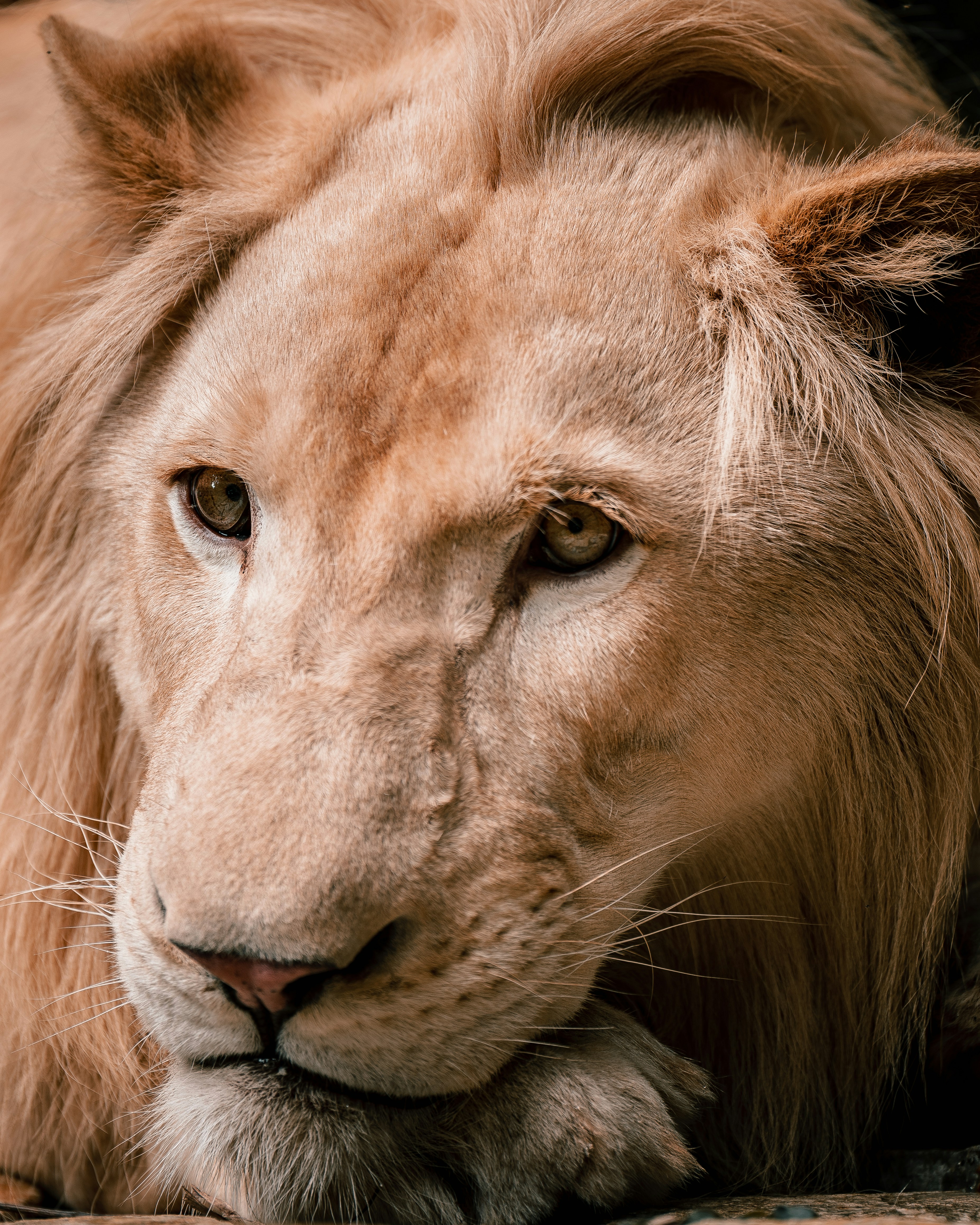 Close-up of a lion resting its head on its paws, showcasing its majestic features and expressive eyes.