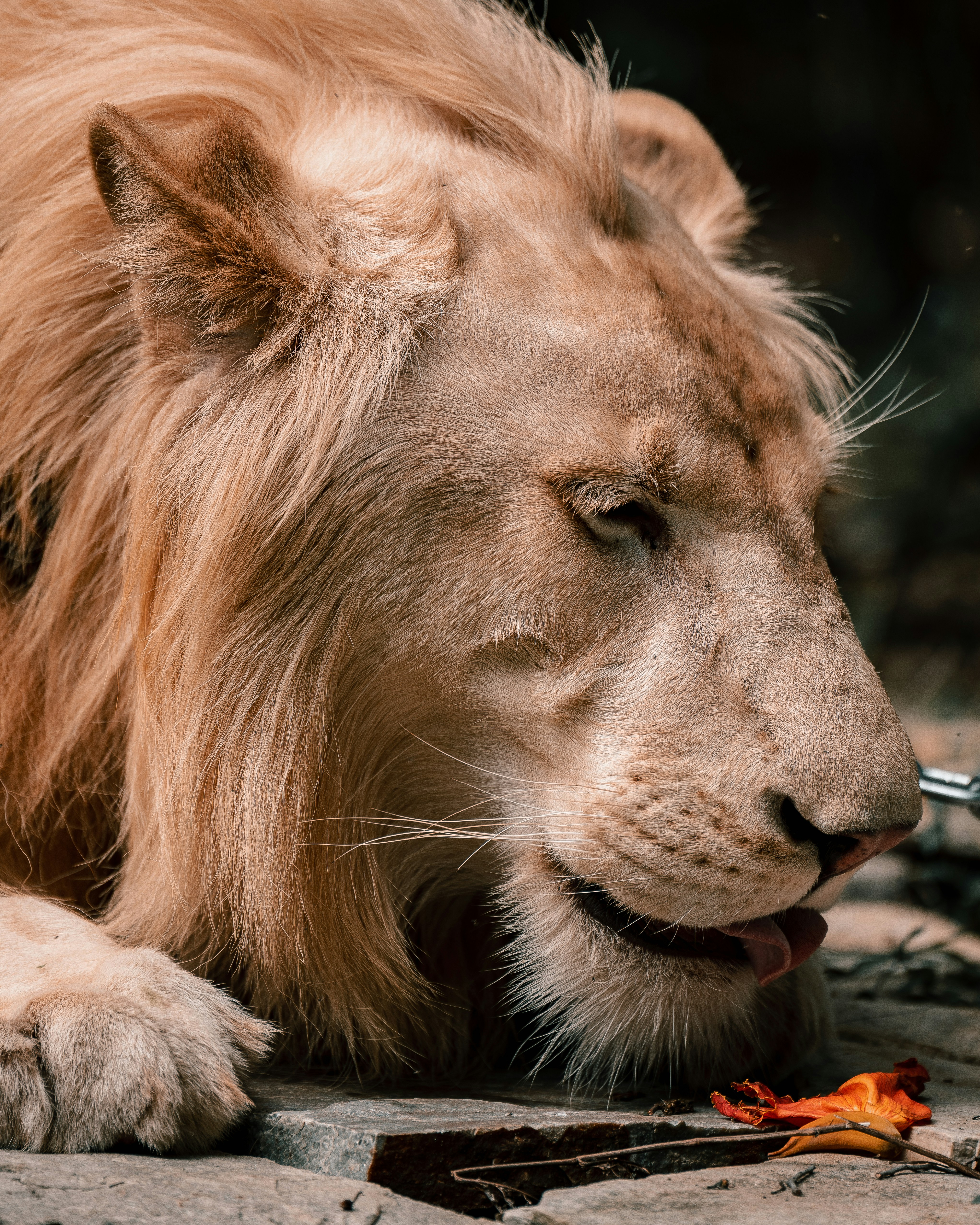 Majesty in Stillness: The Regal Lion's Moment