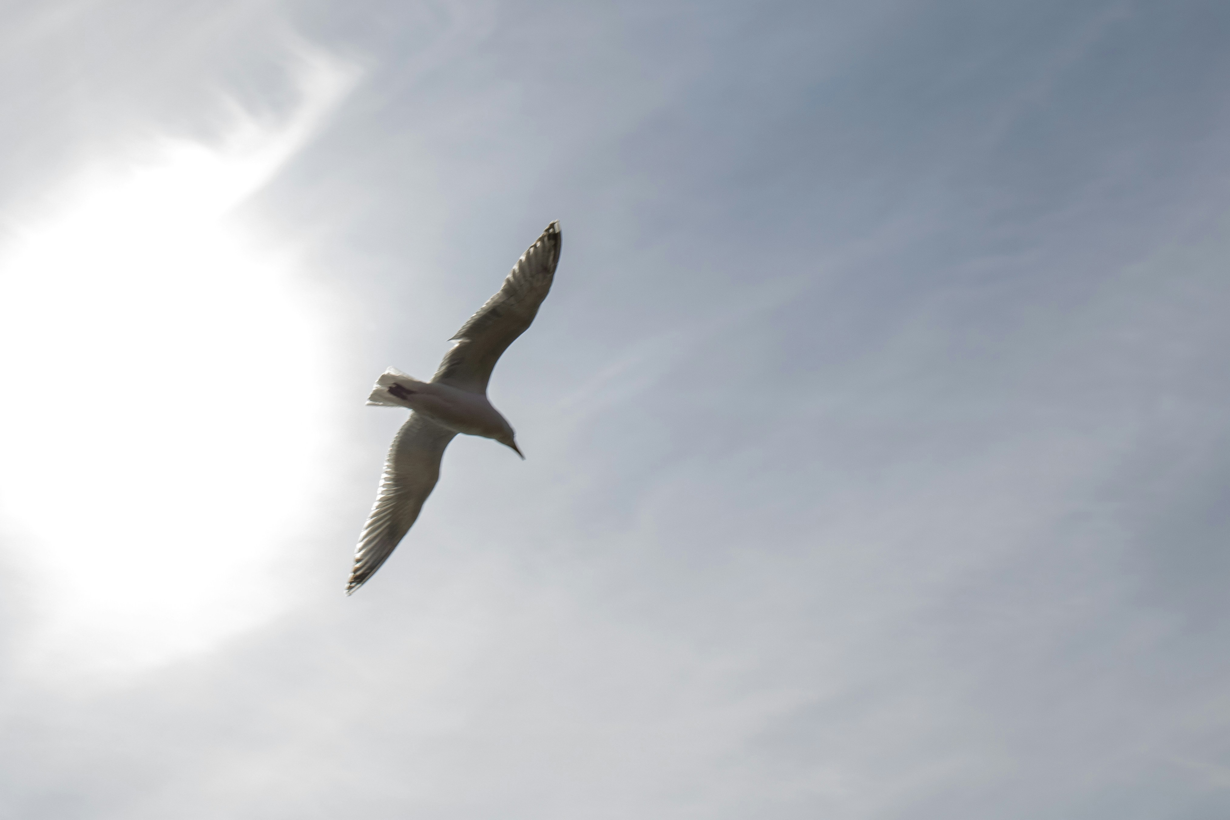 a bird flying in the sky