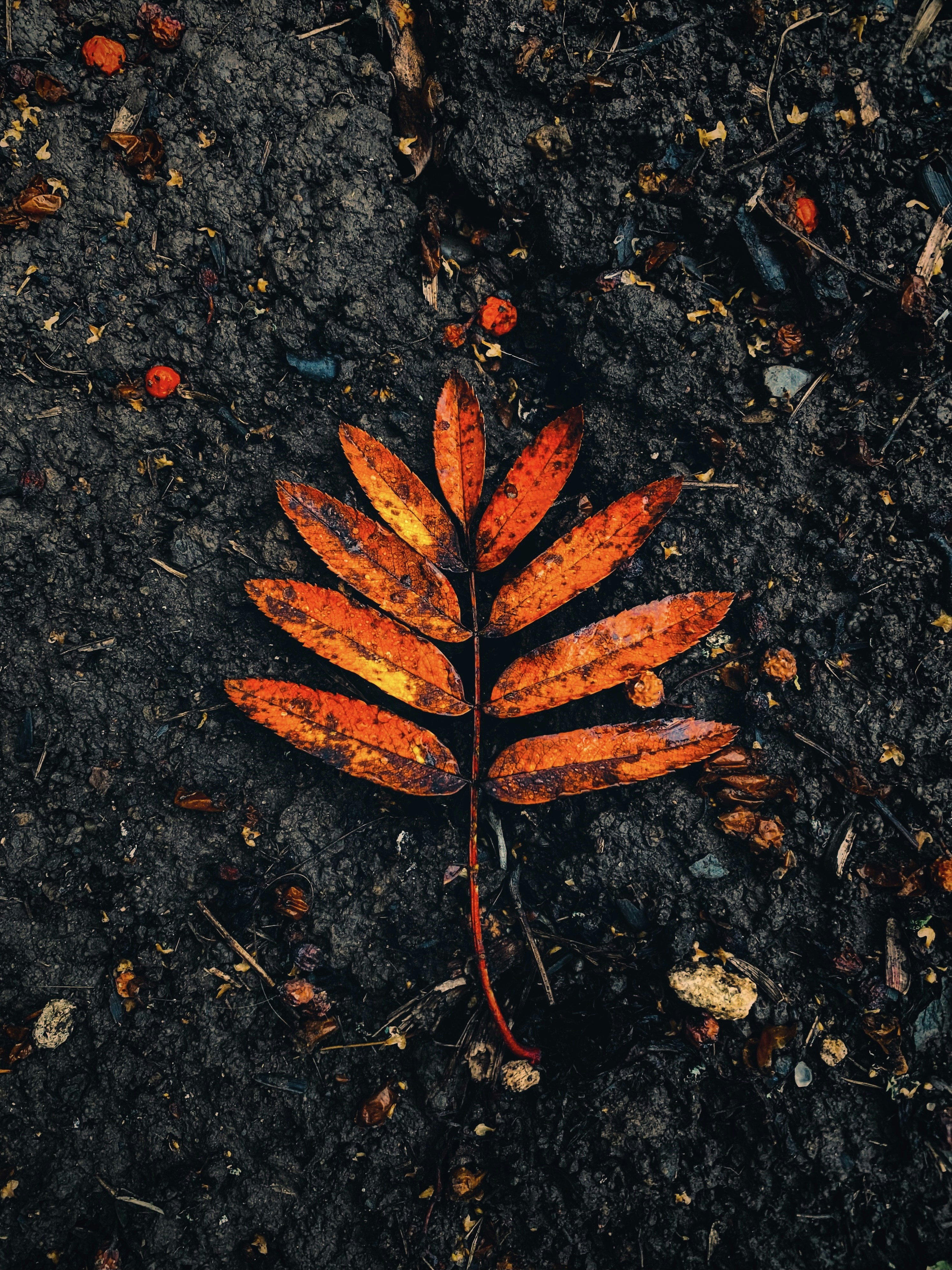 Autumn Ember on Wet Soil: A Pinnate Leaf Resting on Rain-dark Ground