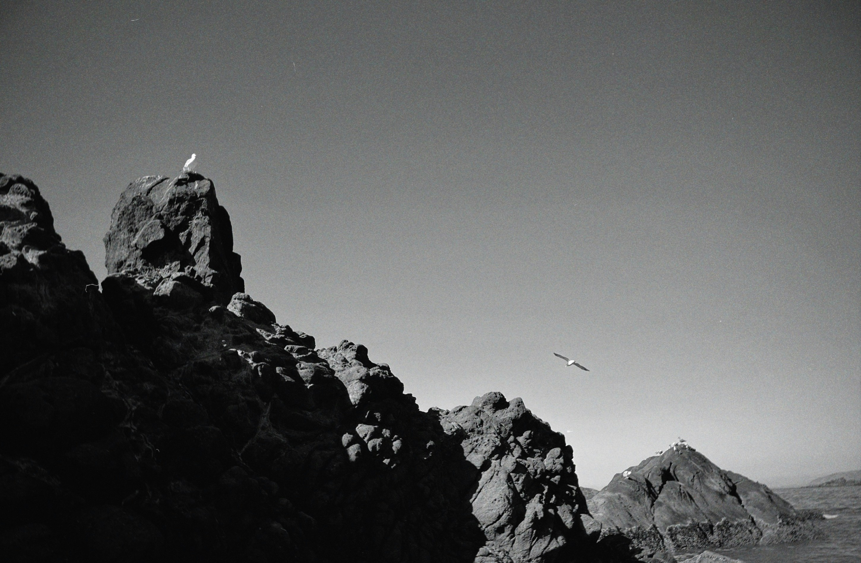 birds flying over rocks in the ocean