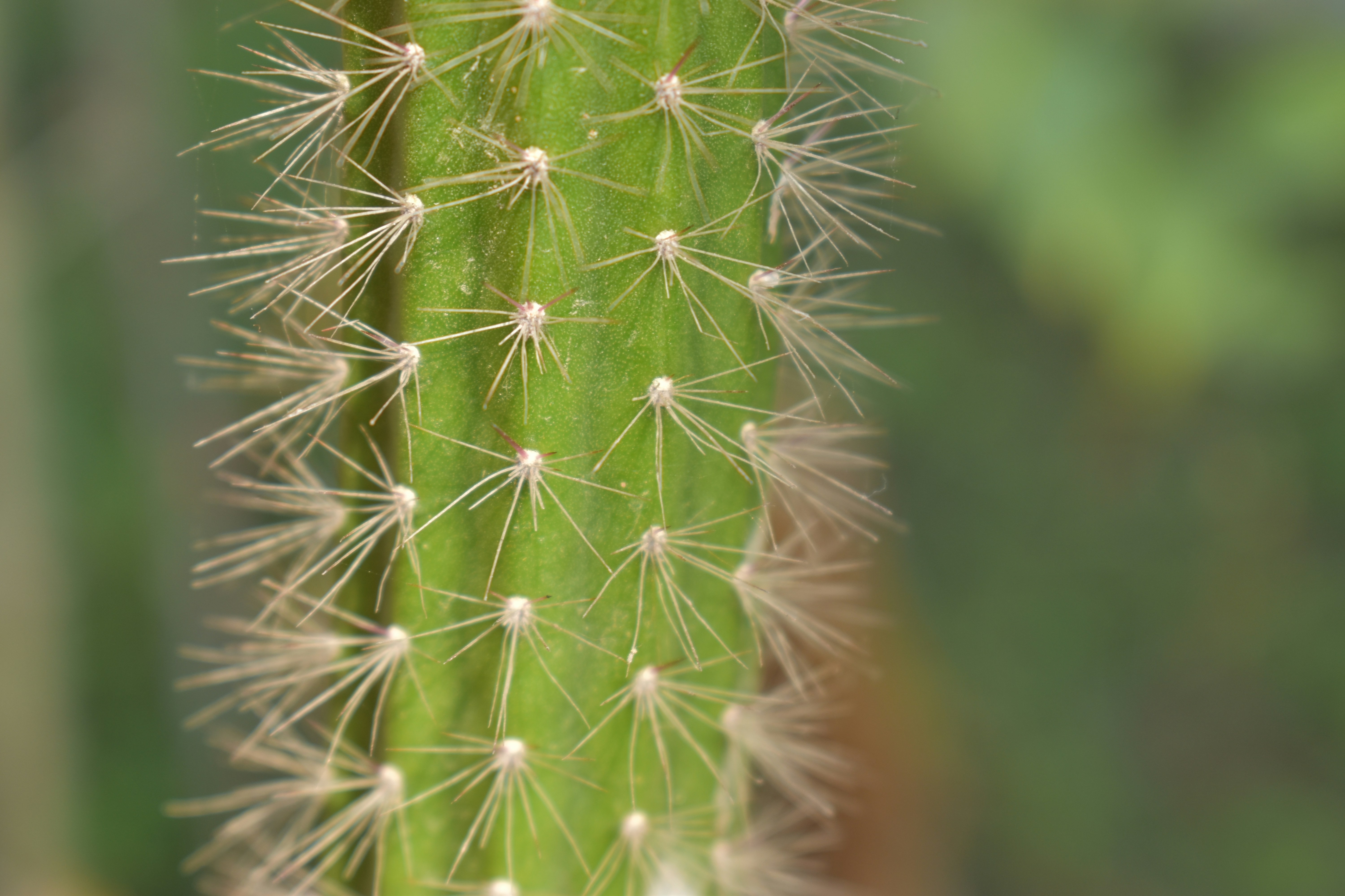 Close-up of a cactus showcasing its intricate spines and vibrant green texture.