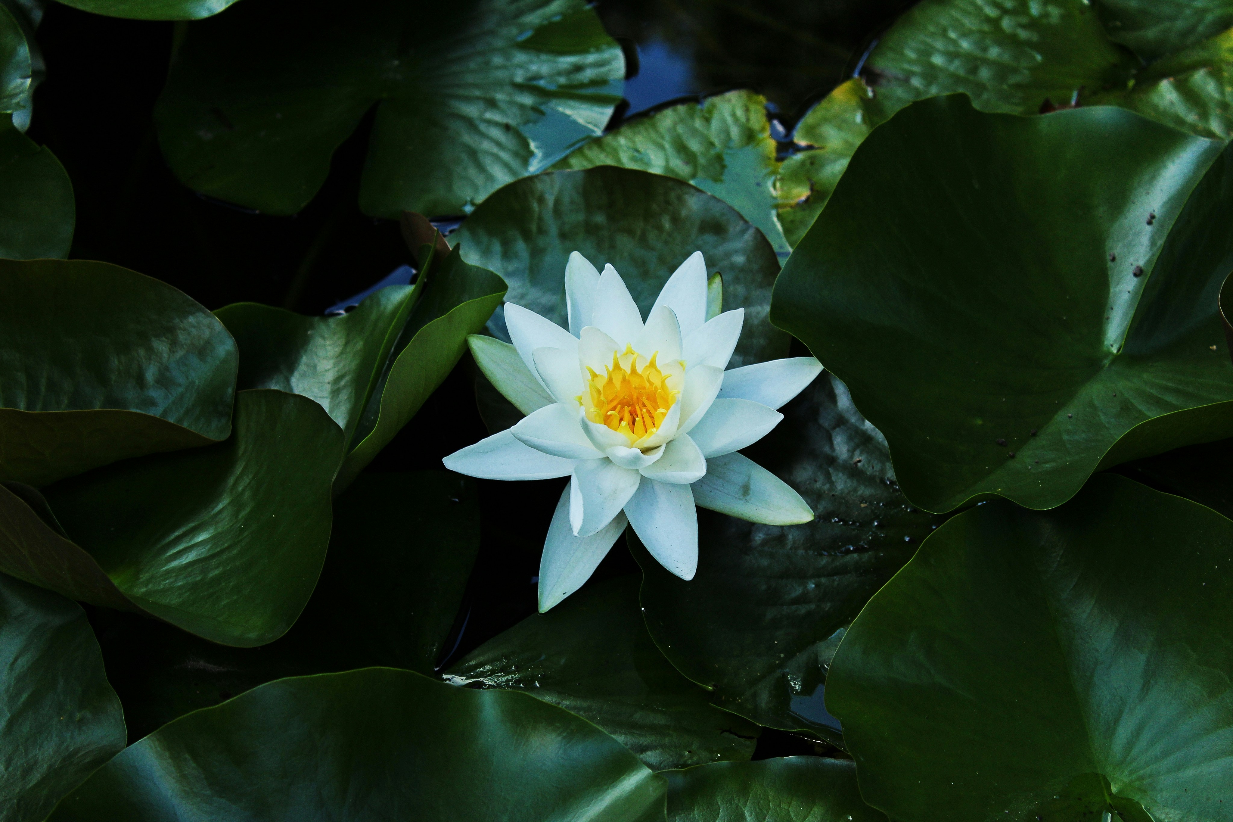 Foto Una flor blanca rodeada de hojas verdes – Imagen Jardín botánico ...