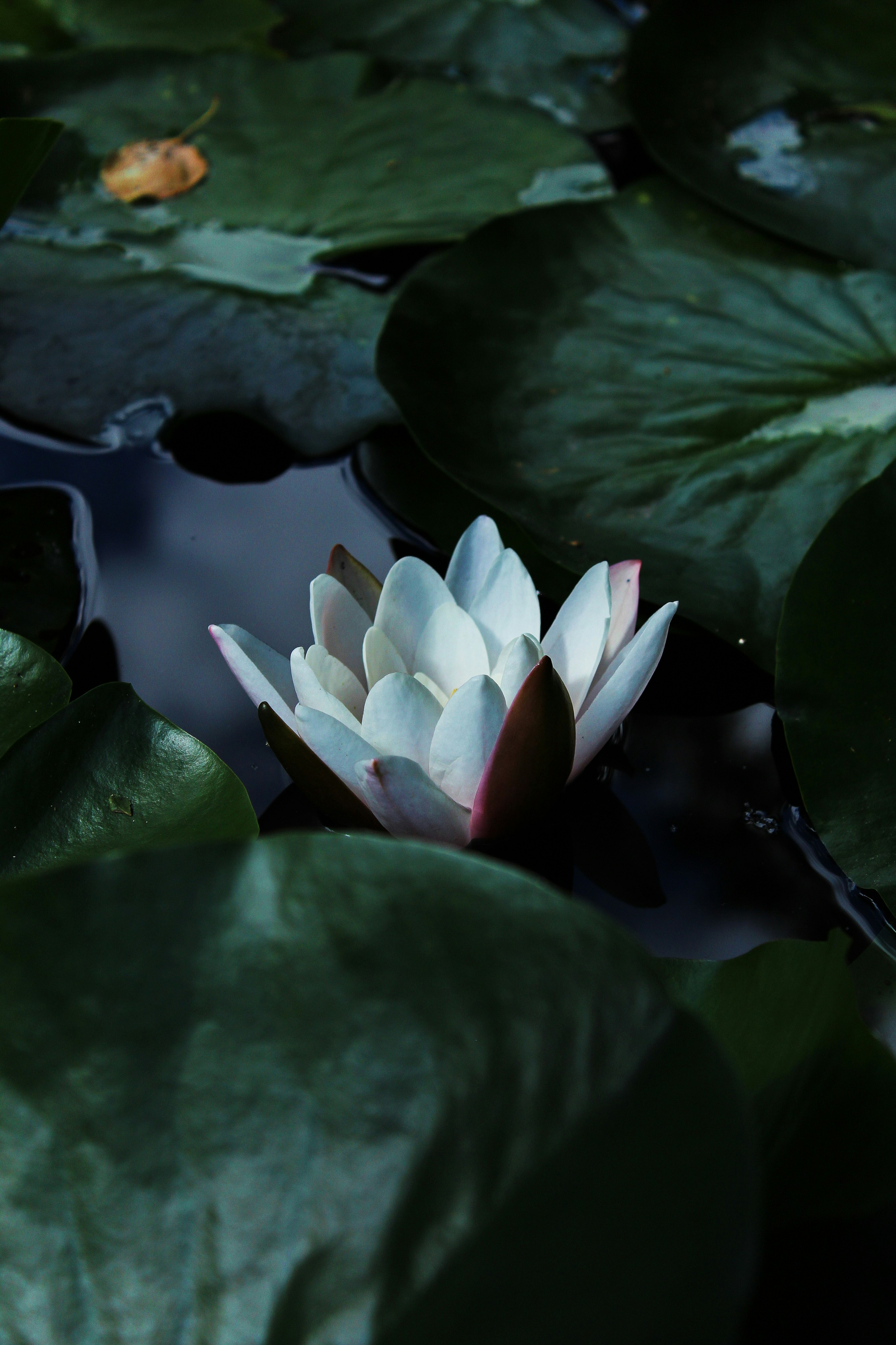 Una flor en un estanque foto – Imagen de Jardín Botánico de la ...