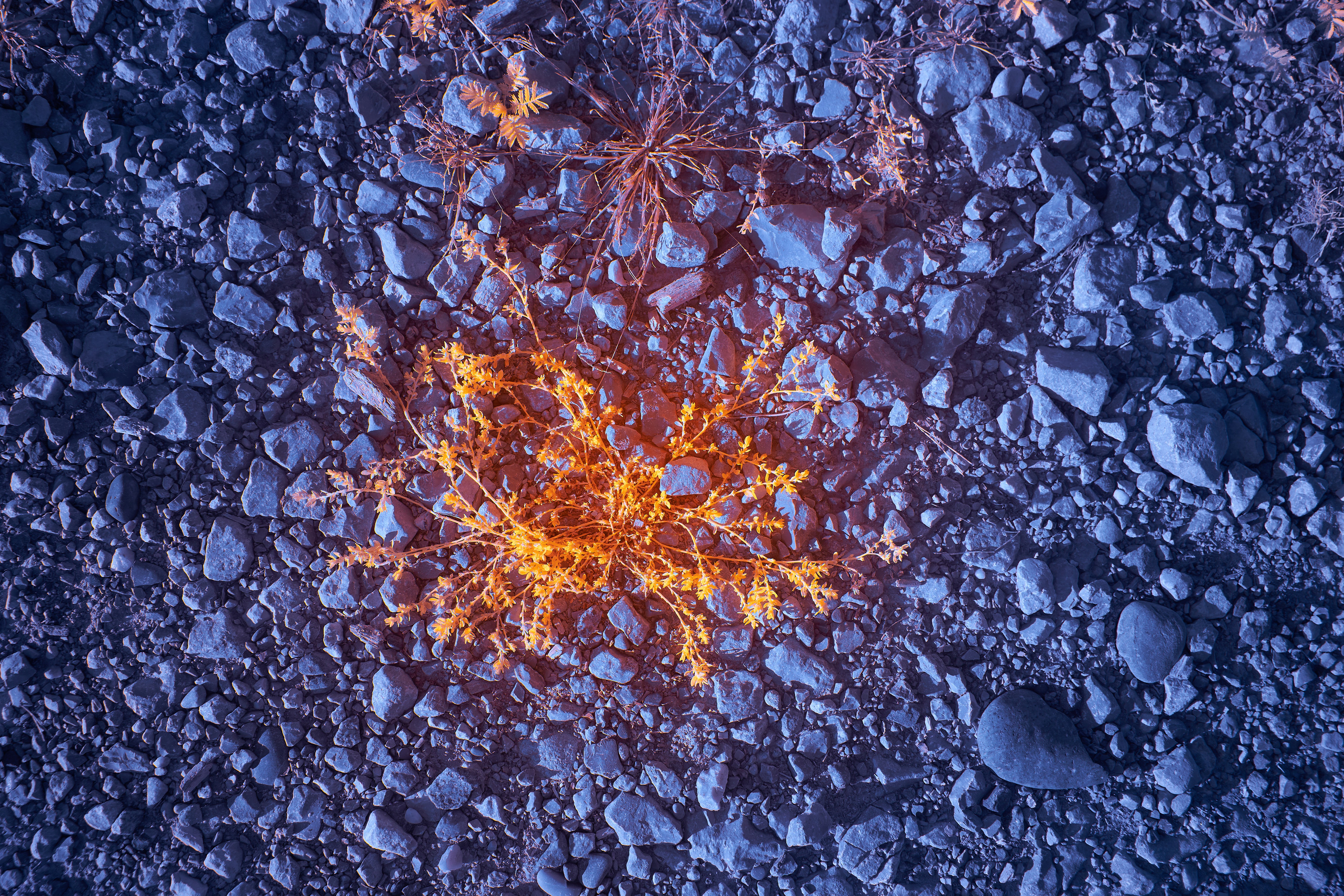 Photo by Wolfgang Hasselmann with Sony Alpha 7 II