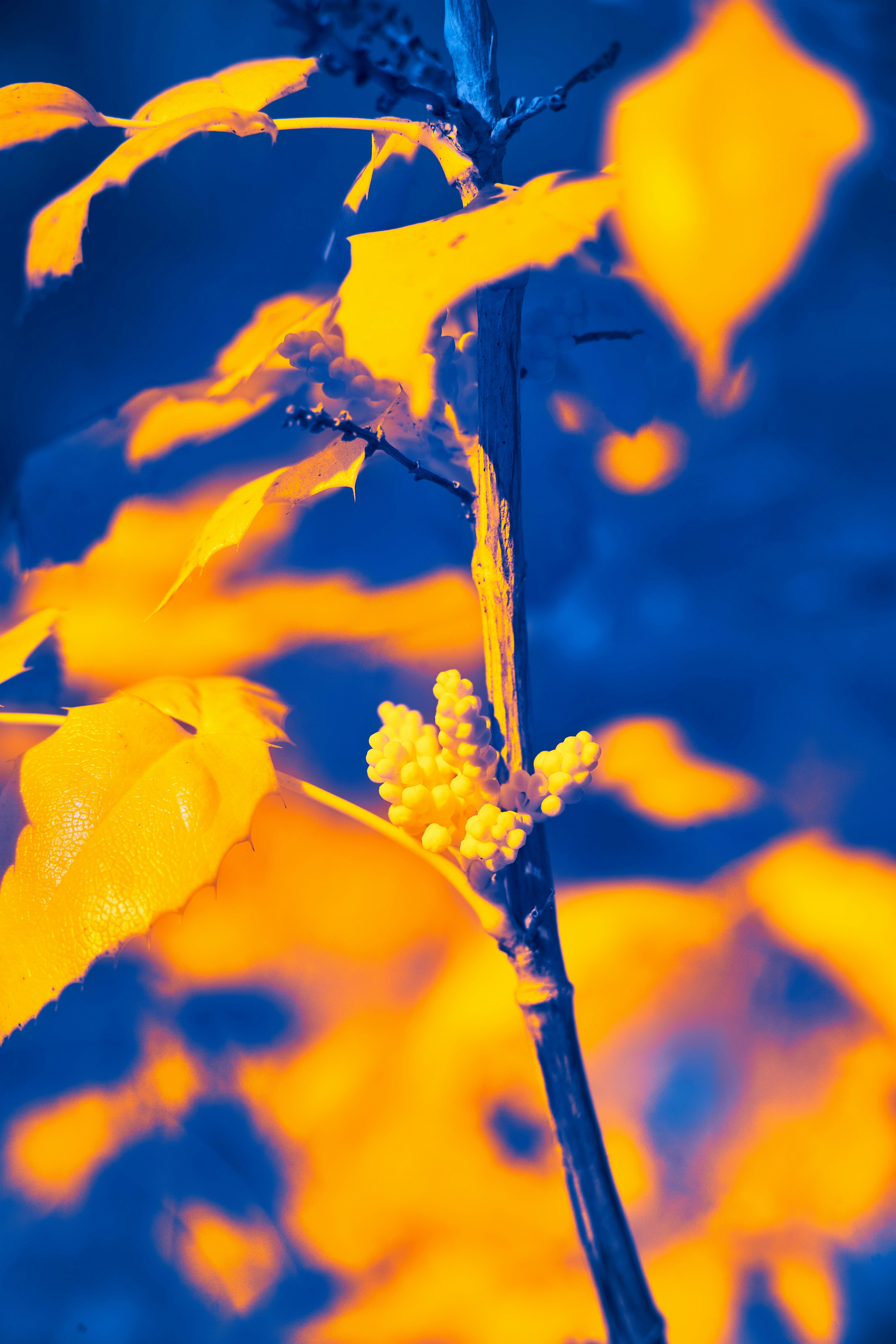 A close up of a plant photo – Free Pollen Image on Unsplash