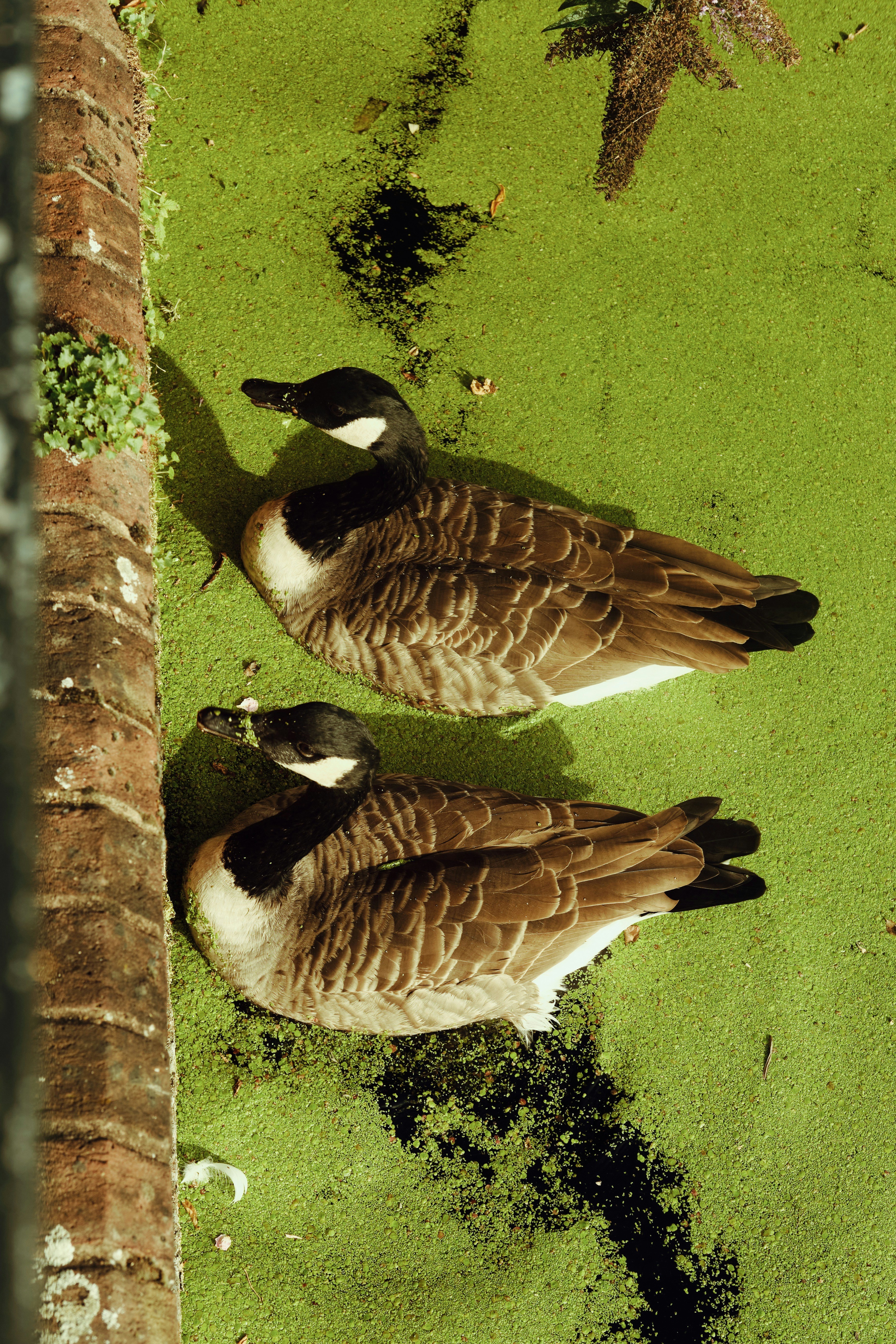 Twin Geese by the Brick Border: A Pond Portrait in Green