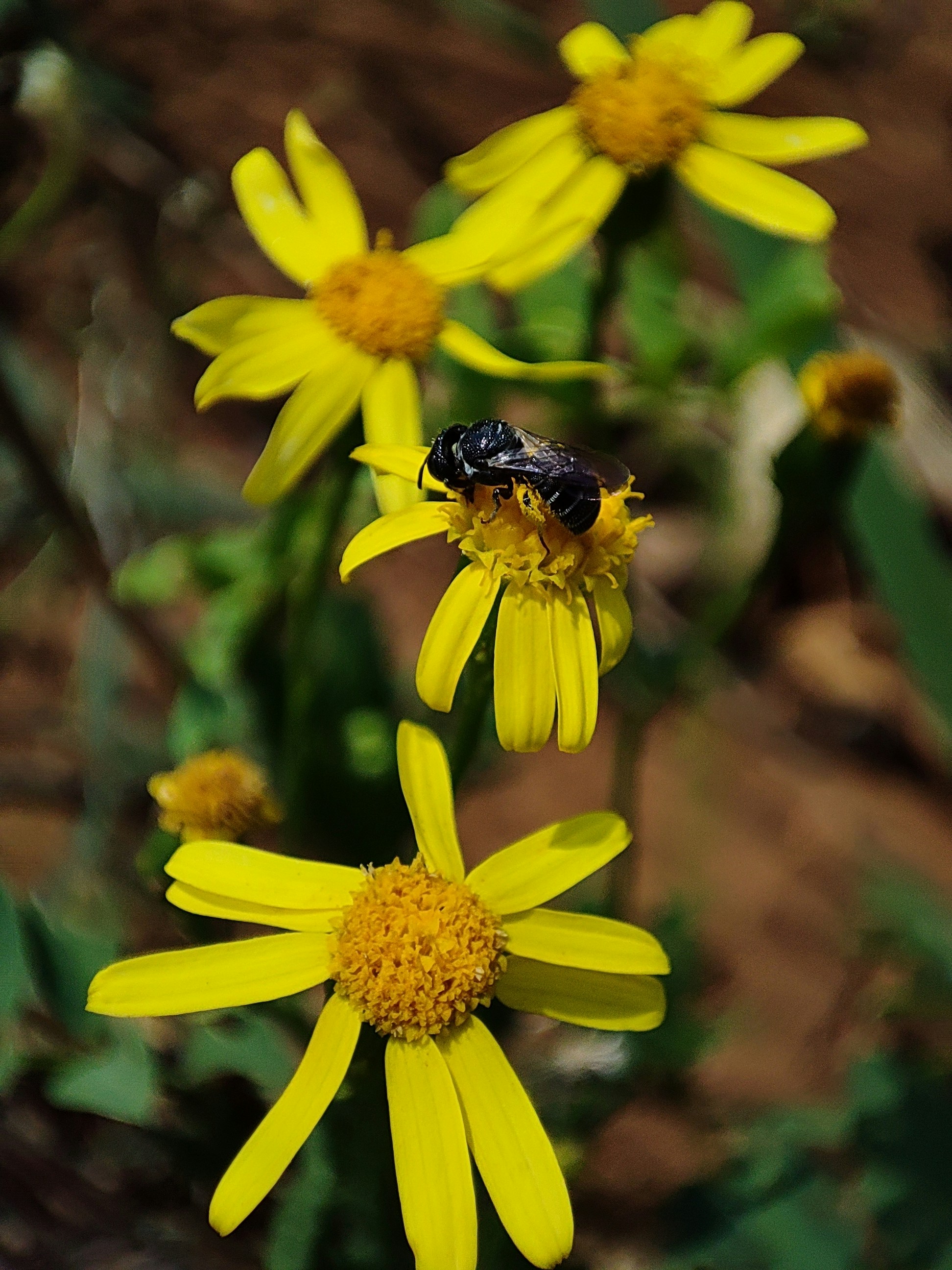A close-up of a bee resting on a vibrant yellow flower, surrounded by other blossoms in a natural setting.