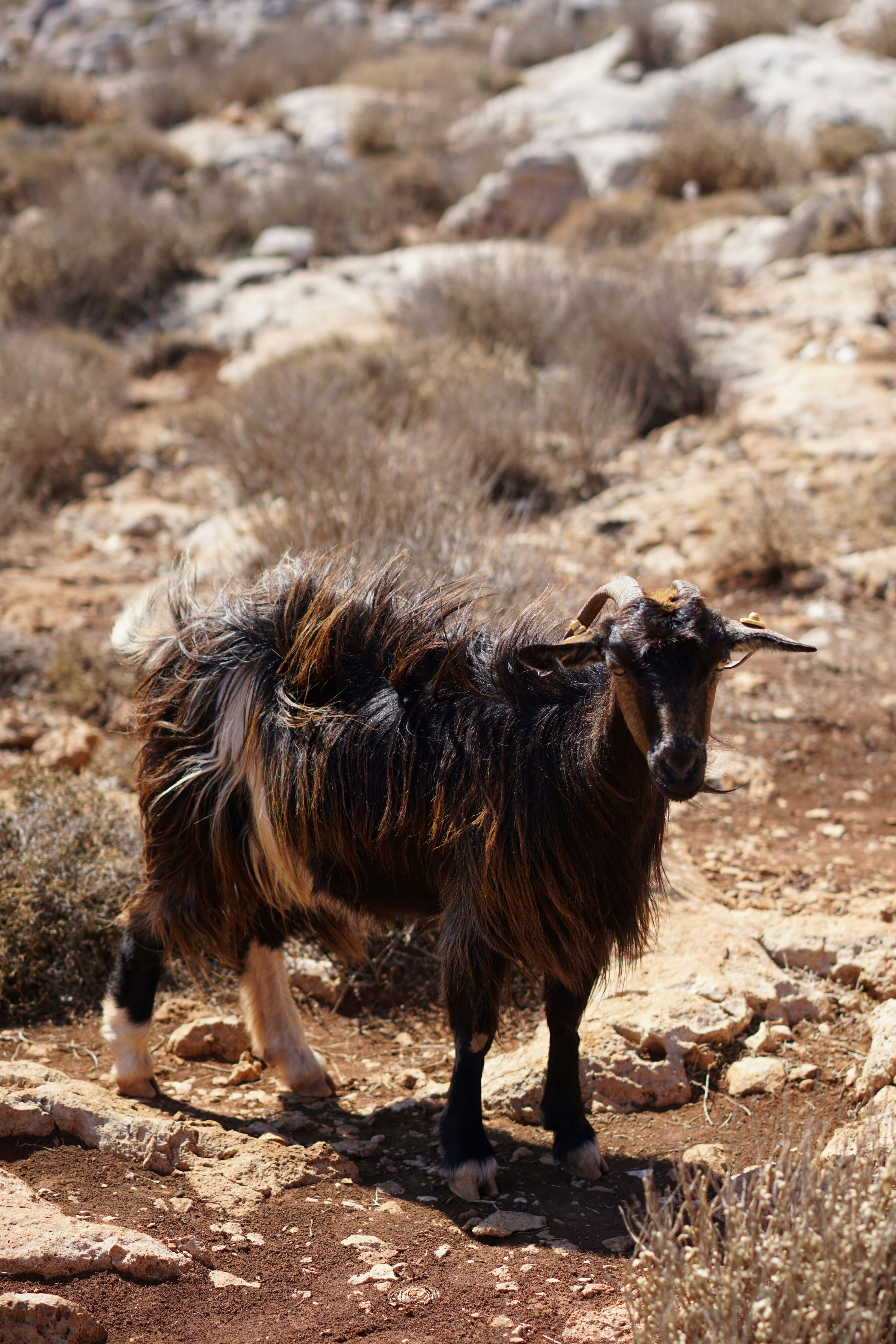 Dust-Streaked Sentinel: Desert Goat Pauses on Pebbled Ground