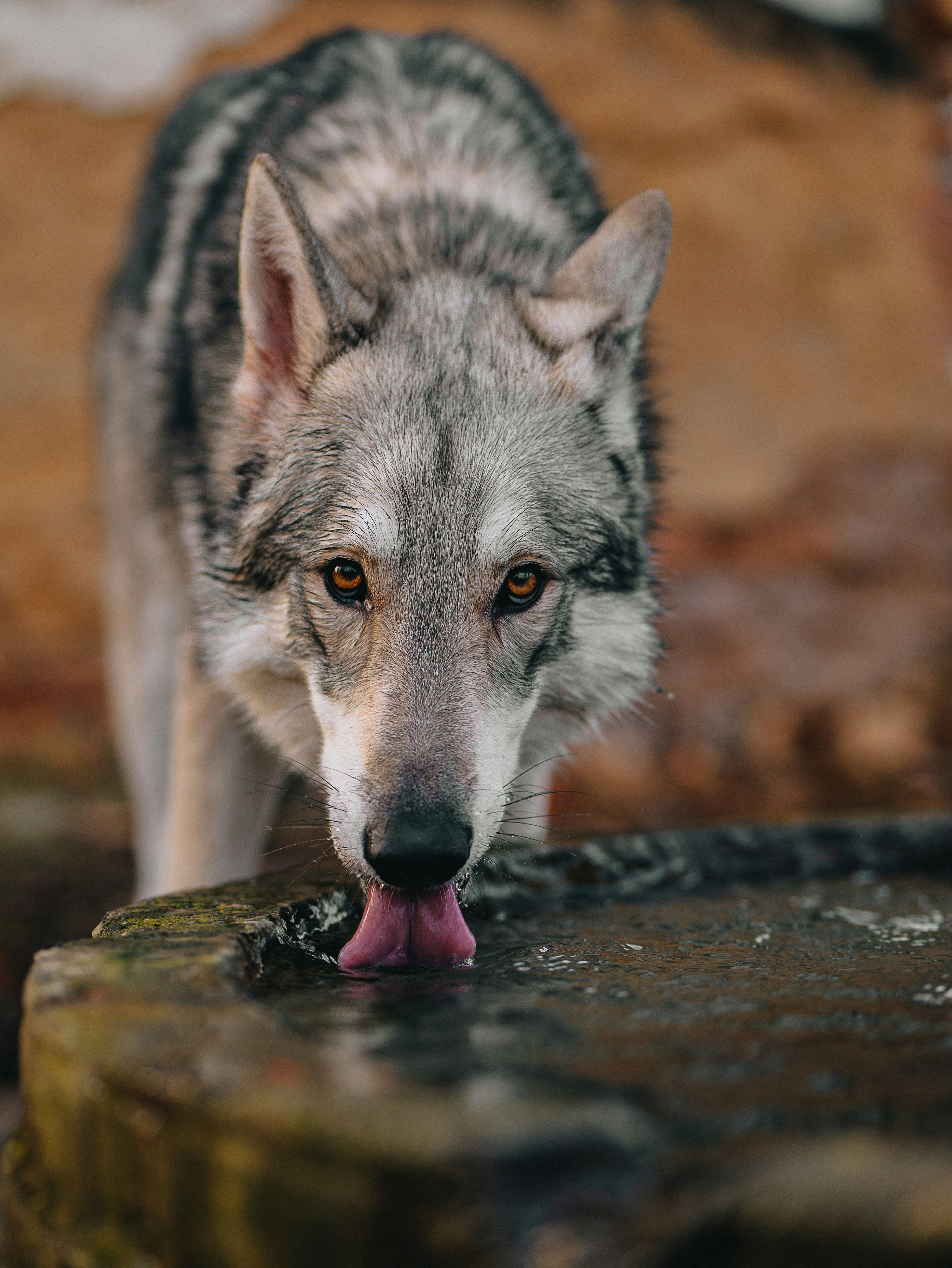 Wolf drinking water