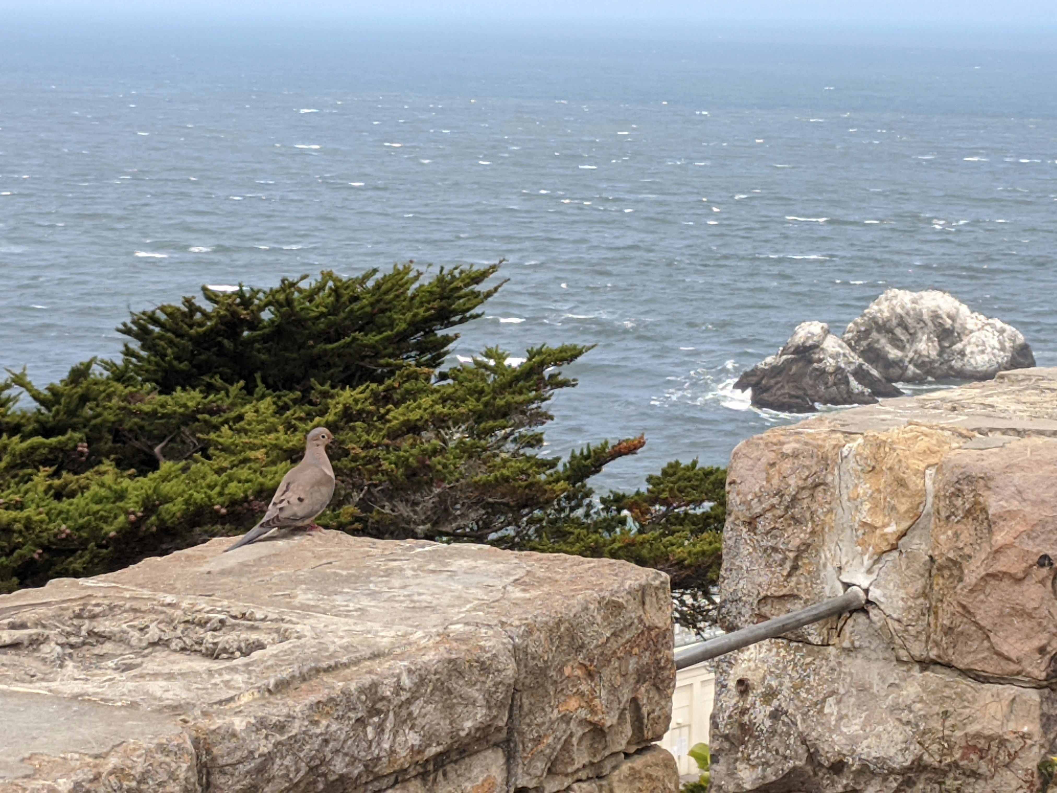 A bird on a ledge overlooking a body of water photo – Free Animal Image ...