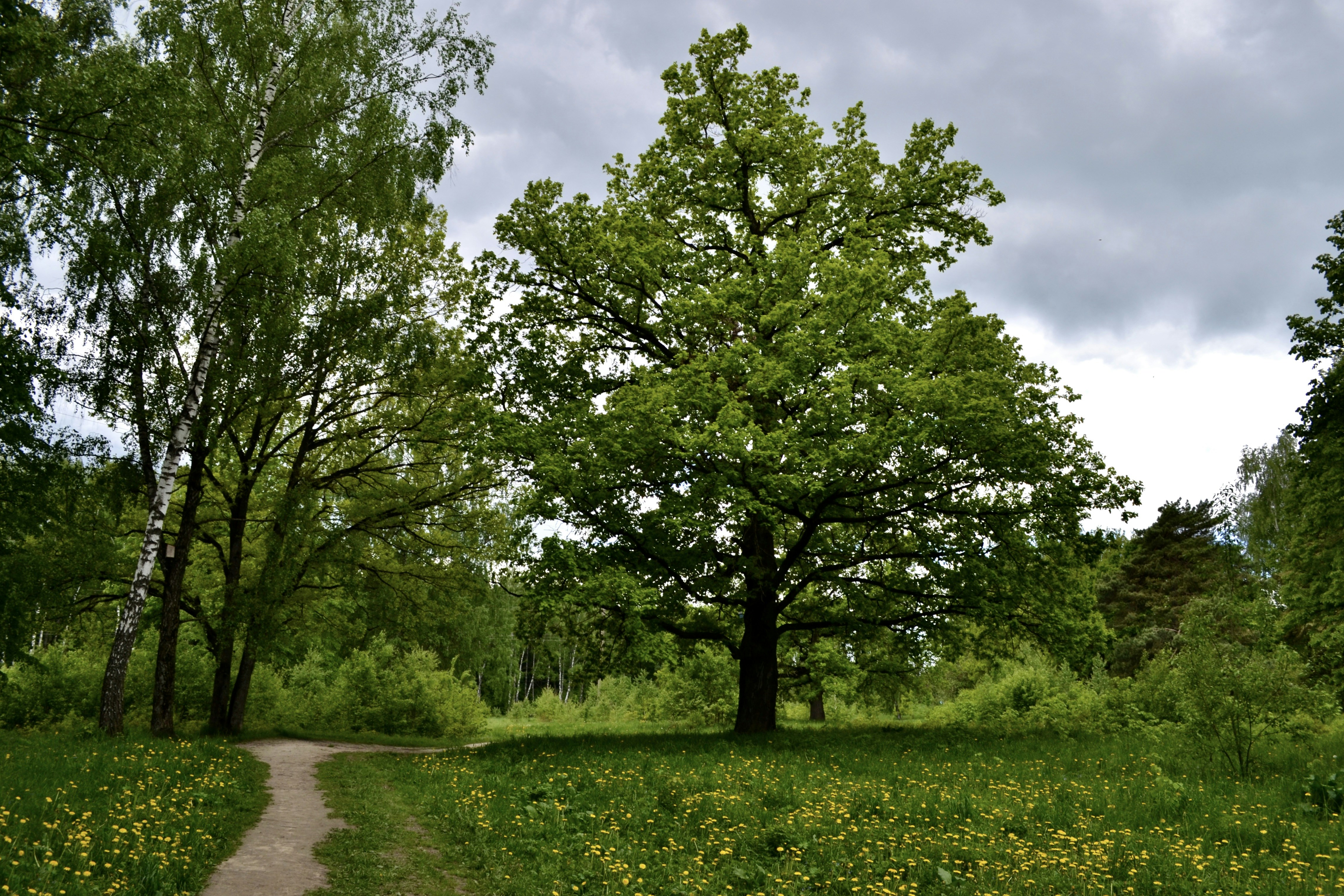 The Sentinel Oak Overlooking a Meadow Path in Spring