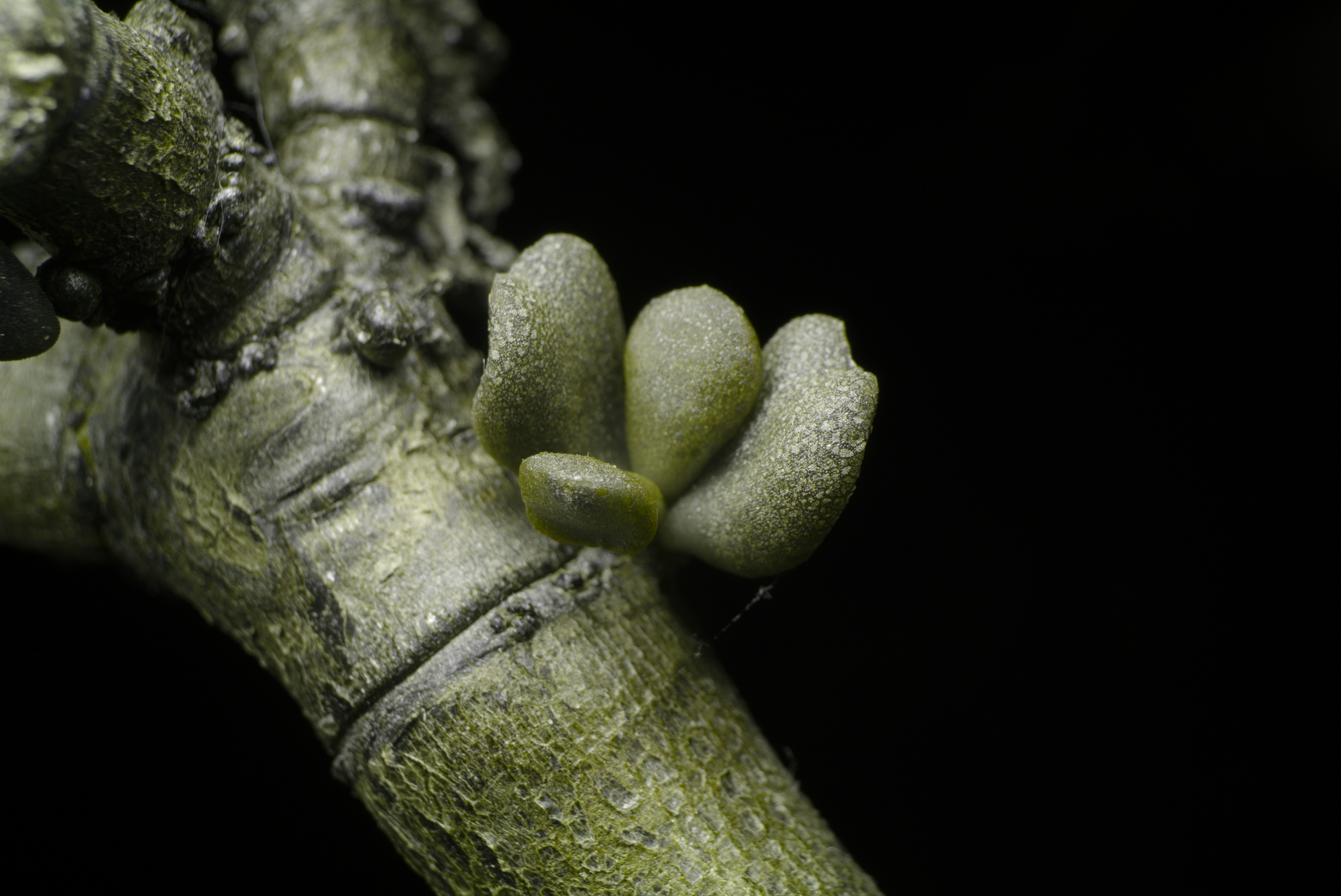 Micro Buds on Bark: A Close-Up of Verdant Growth on Textured Branch