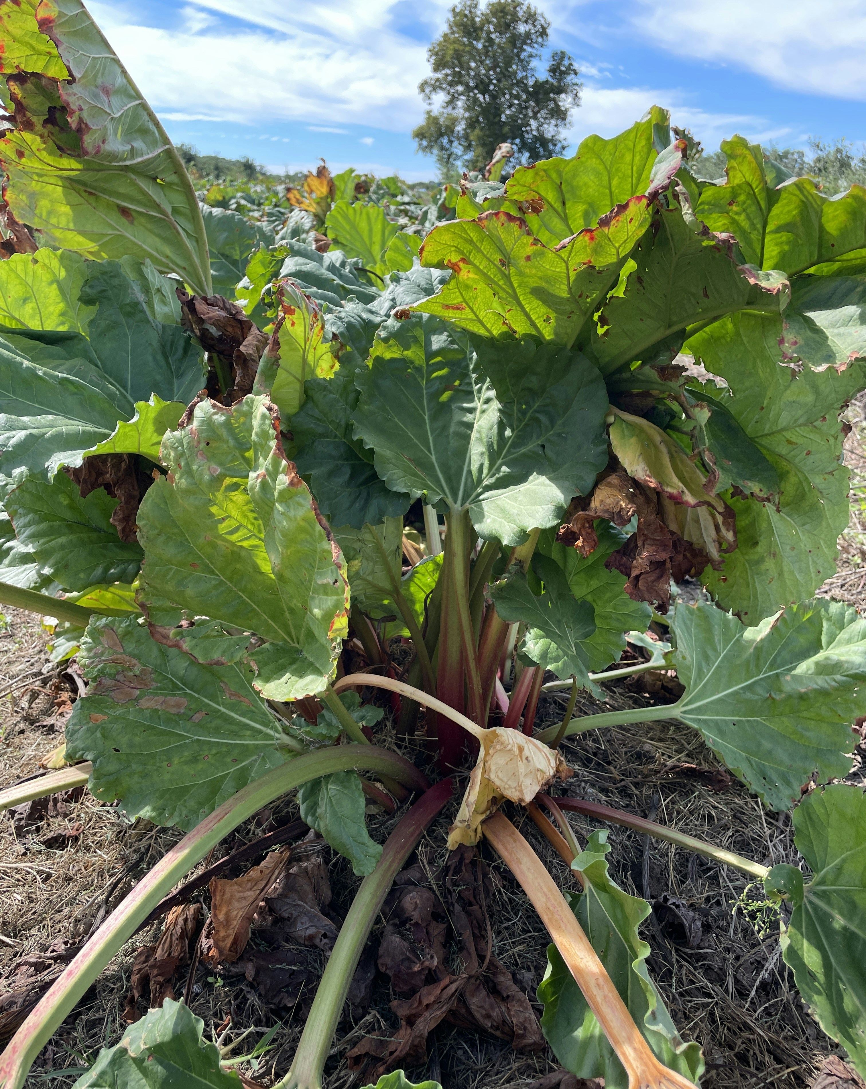 A rhubarb plant with the stems (known as the stalk) as well as the leaves. The leaves should not be eaten, but the stems can be delicious. At a farm in a field of rhubarb. Shot for: https://butisitsafe.com/ Link: <a href="https://butisitsafe.com/is-it-safe-to-eat-raw-rhubarb/">Is It Safe To Eat Rhubarb?</a>
