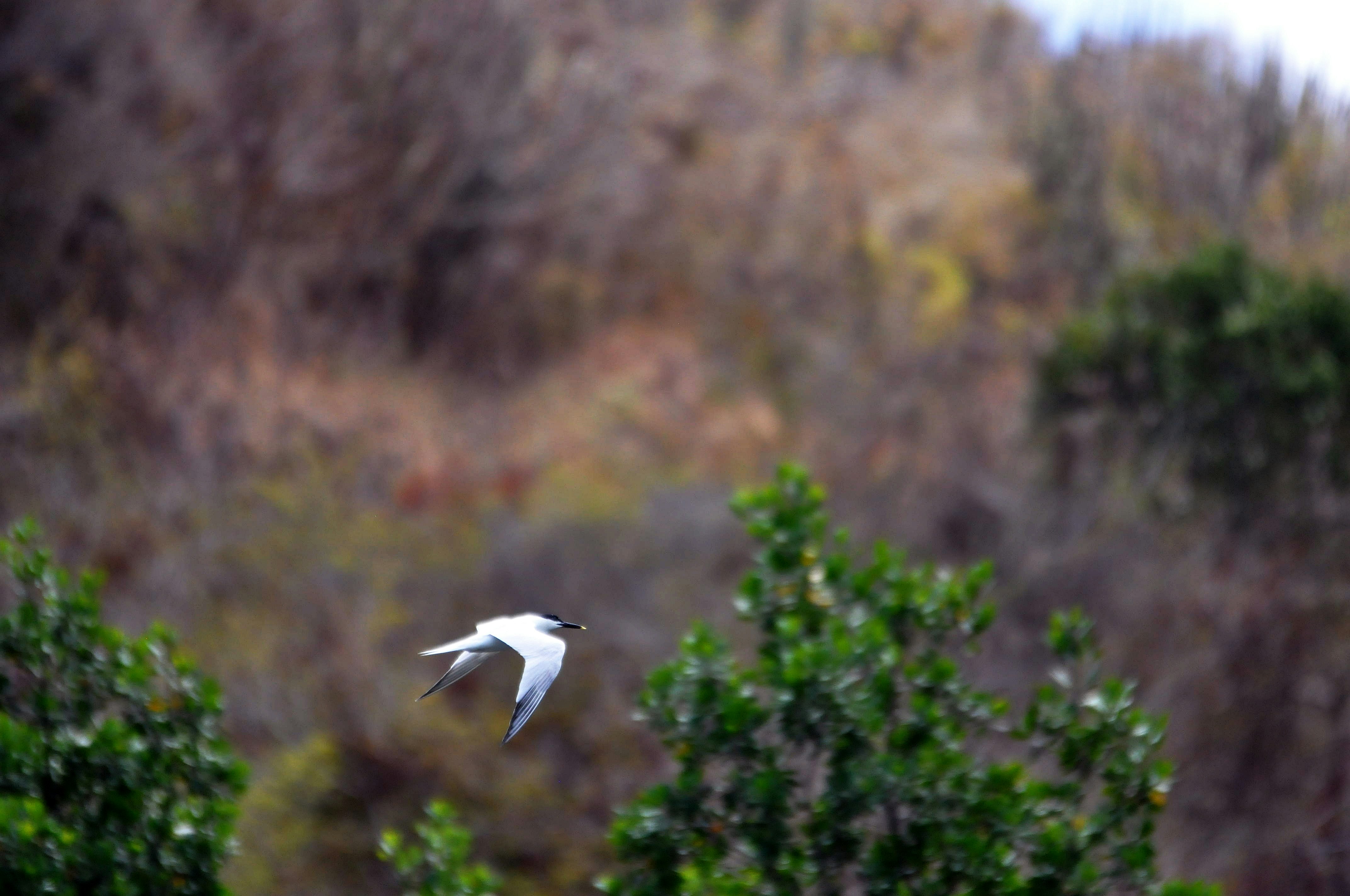 A bird flying over trees photo – Free St. thomas Image on Unsplash