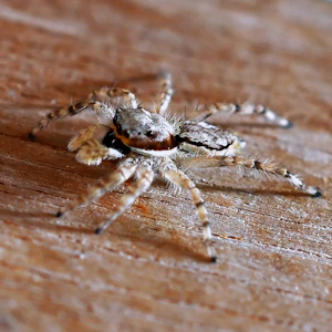 Macro Close-Up: Jumping Spider on Weathered Wood