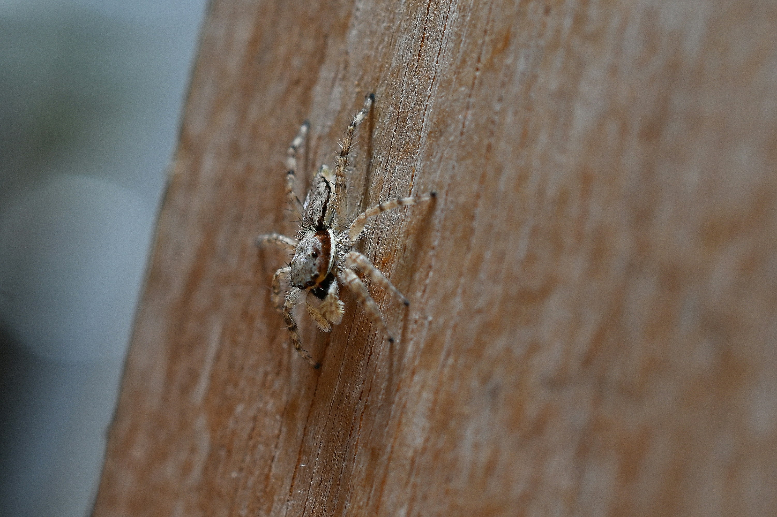 Photo by Karl Callwood with Nikon Z7