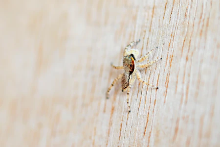 a bee on a piece of wood
