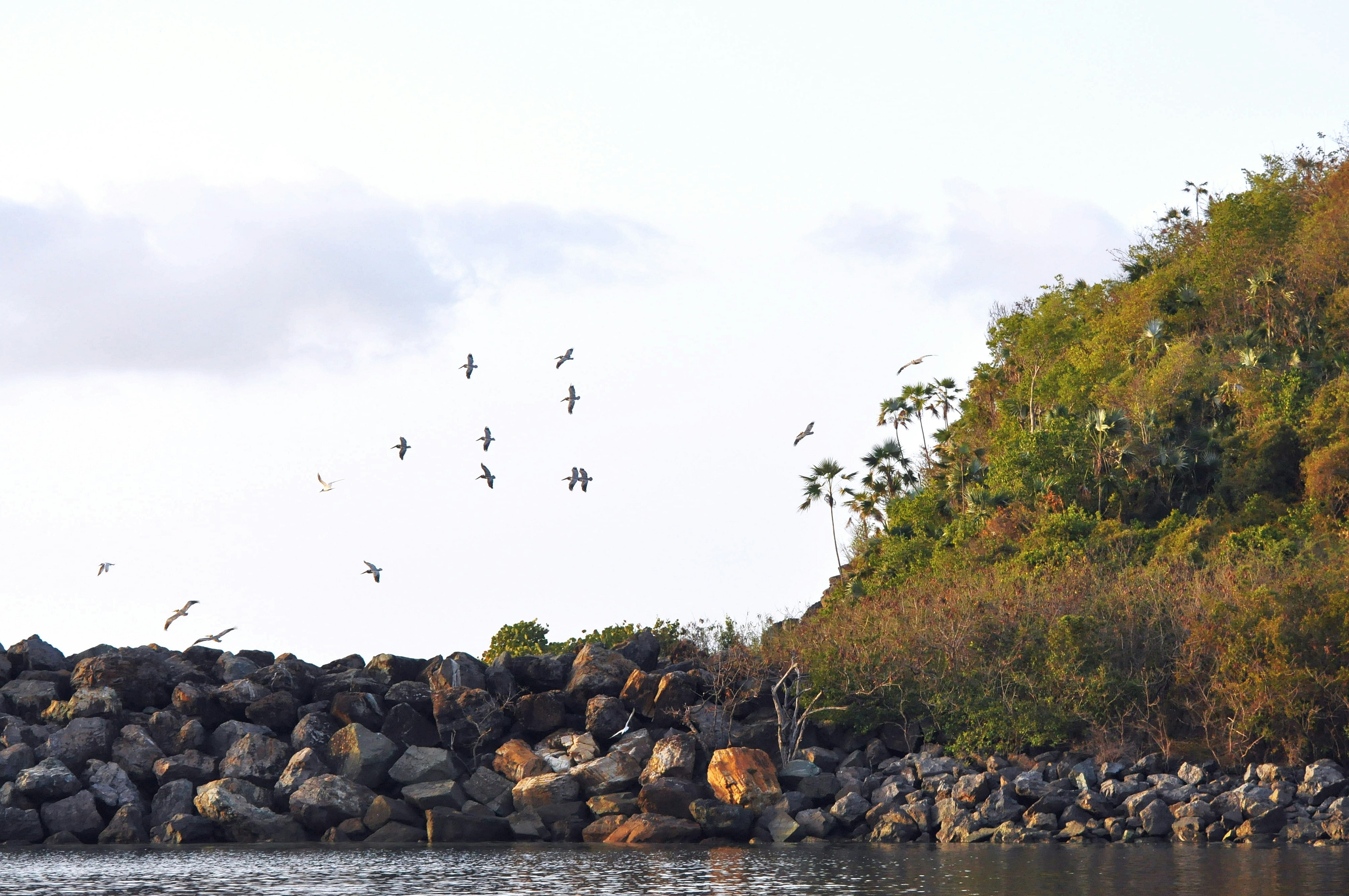 Seabird Chorus Over a Rocky Shore