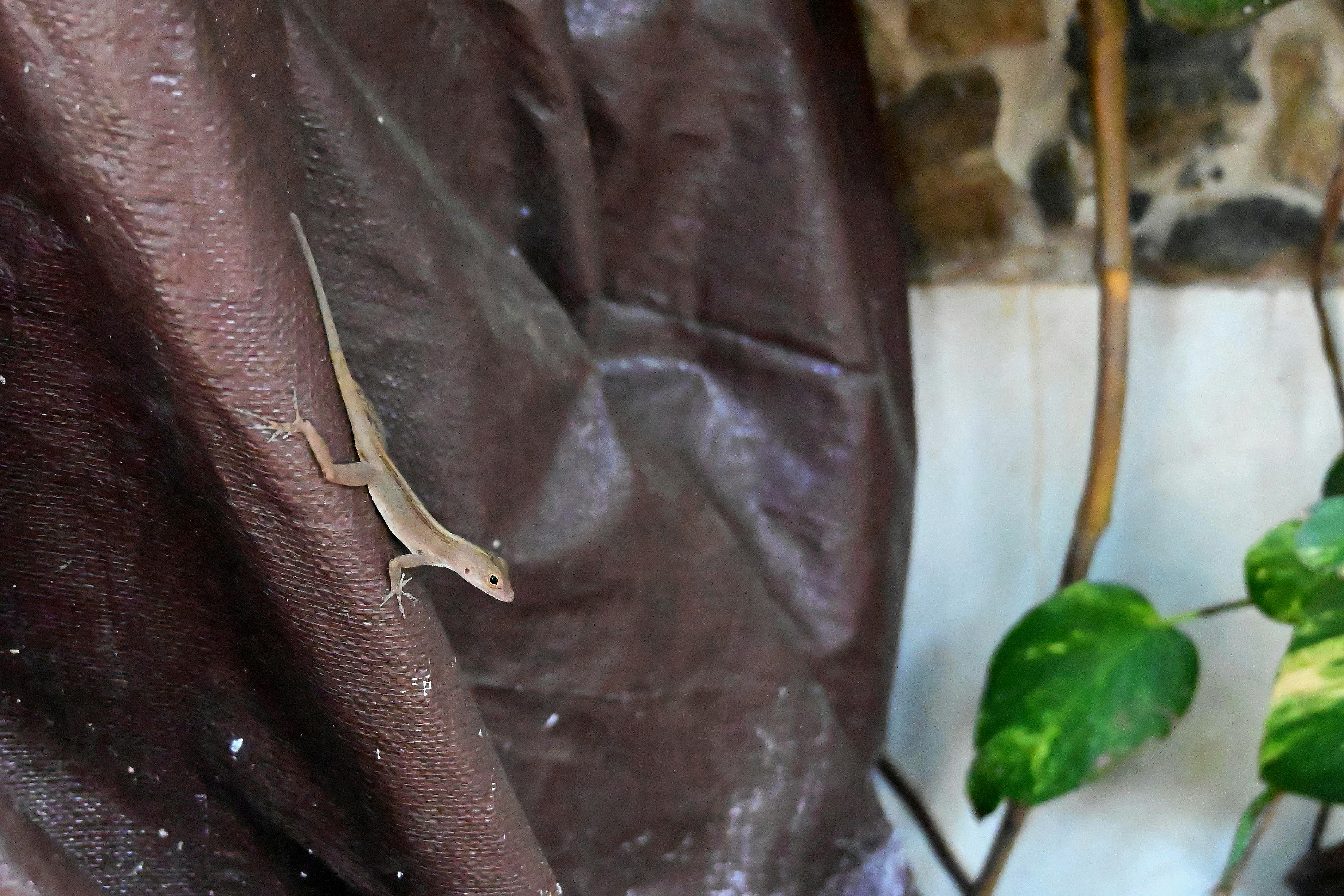 Gecko Scout on Weathered Fabric by a Quiet Garden Wall