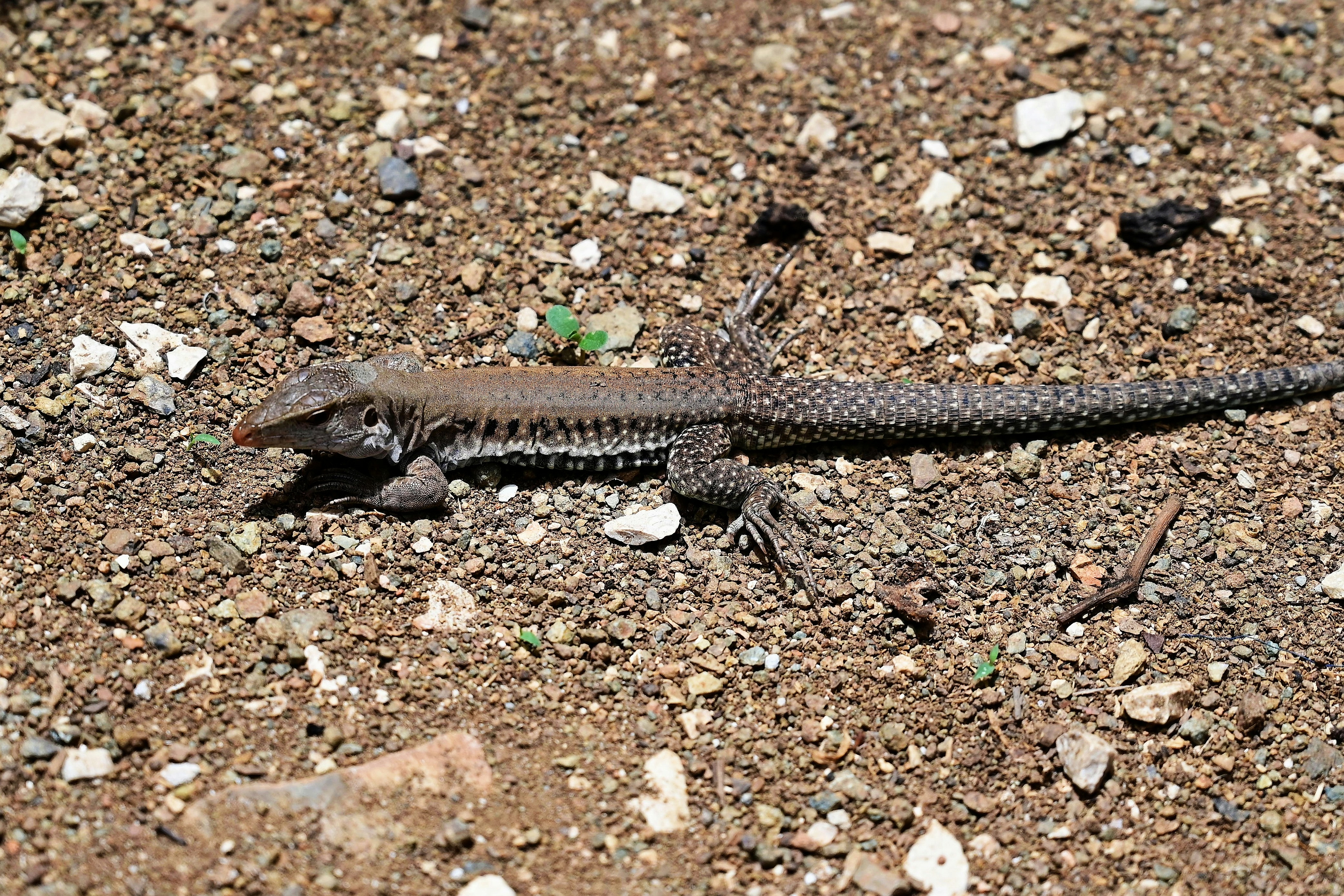 A lizard on the ground photo – Free St. thomas Image on Unsplash