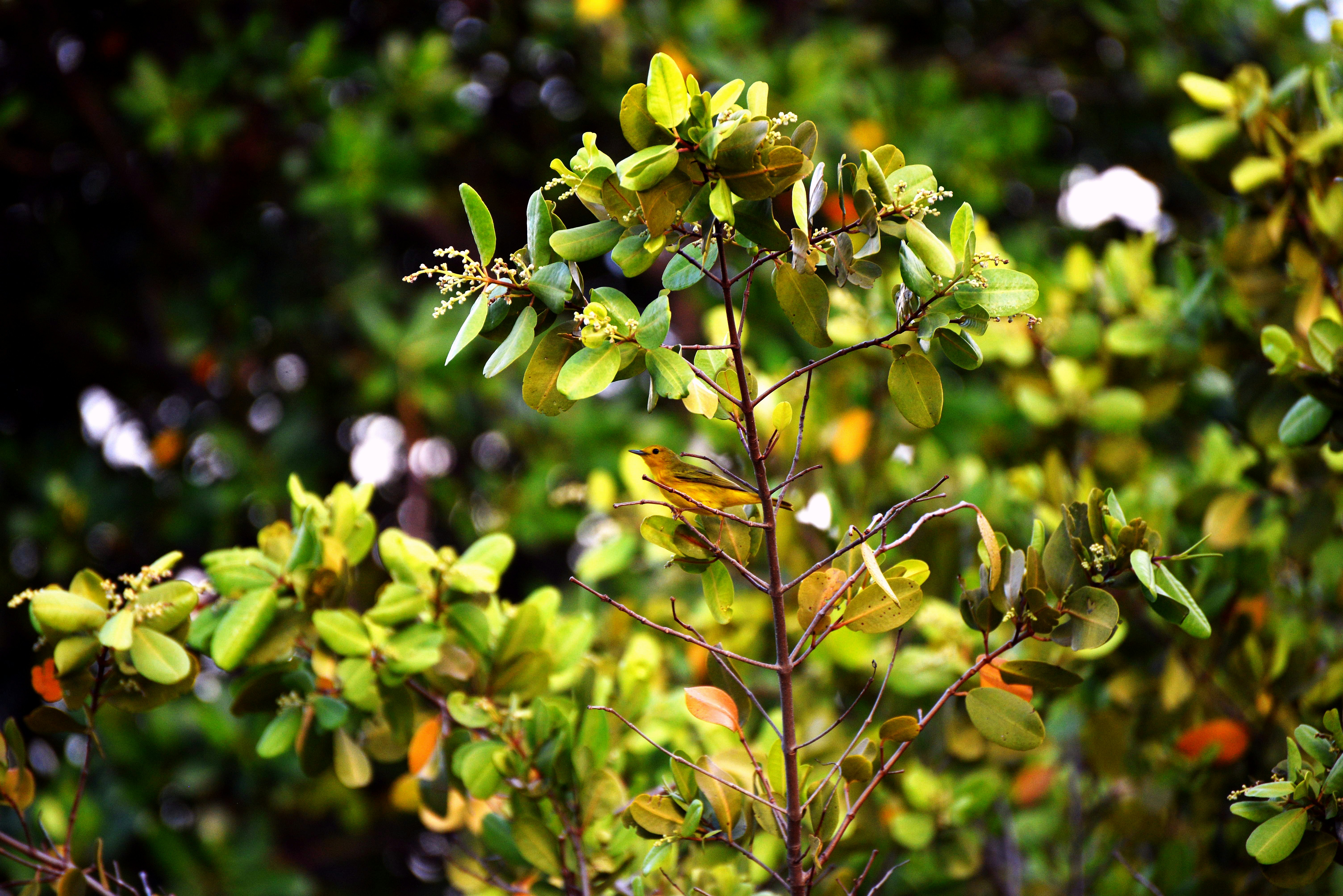 Close-up of green and yellow leaves with blurred foliage in the background.