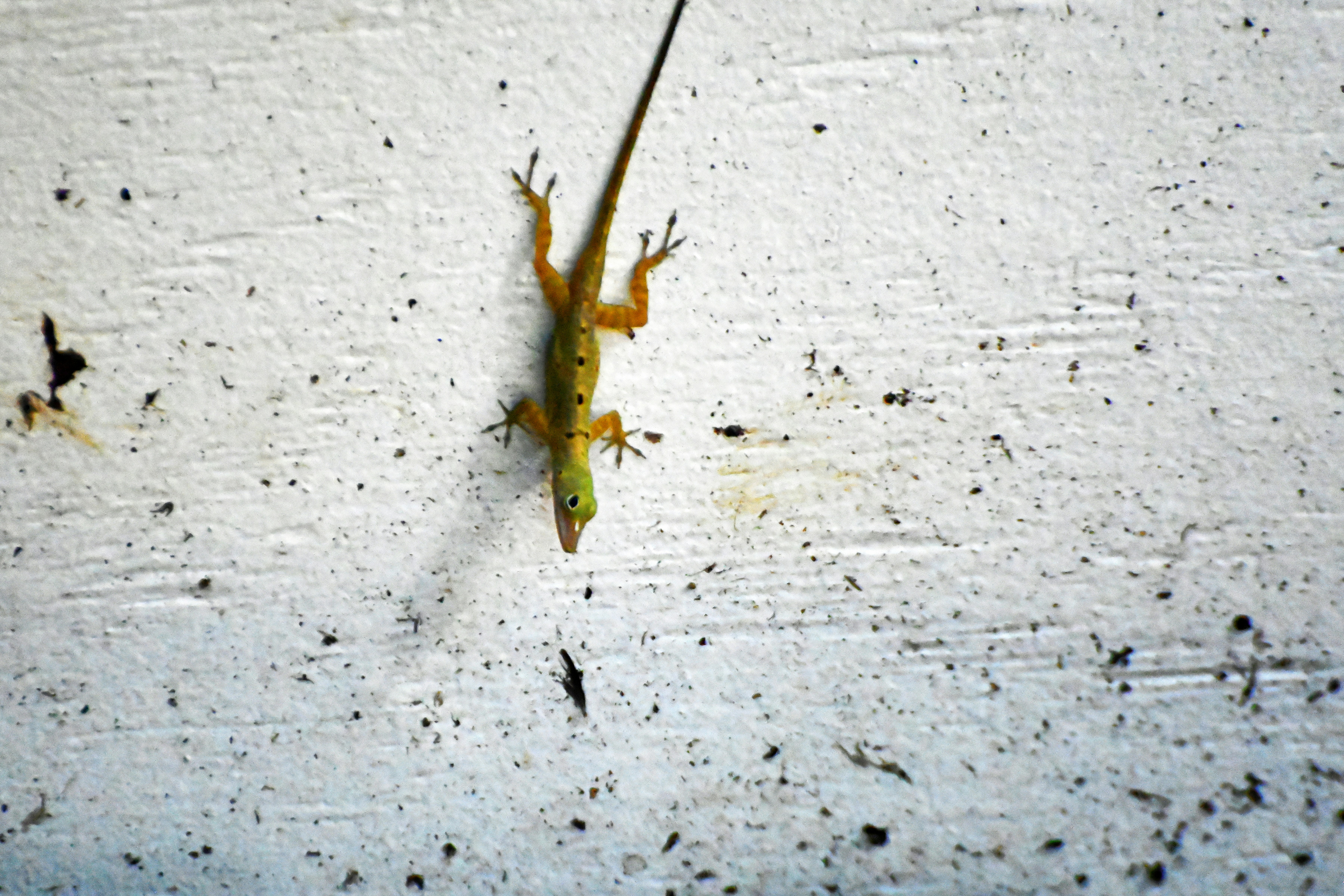 Tiny Gecko Clings to a Weathered White Canvas