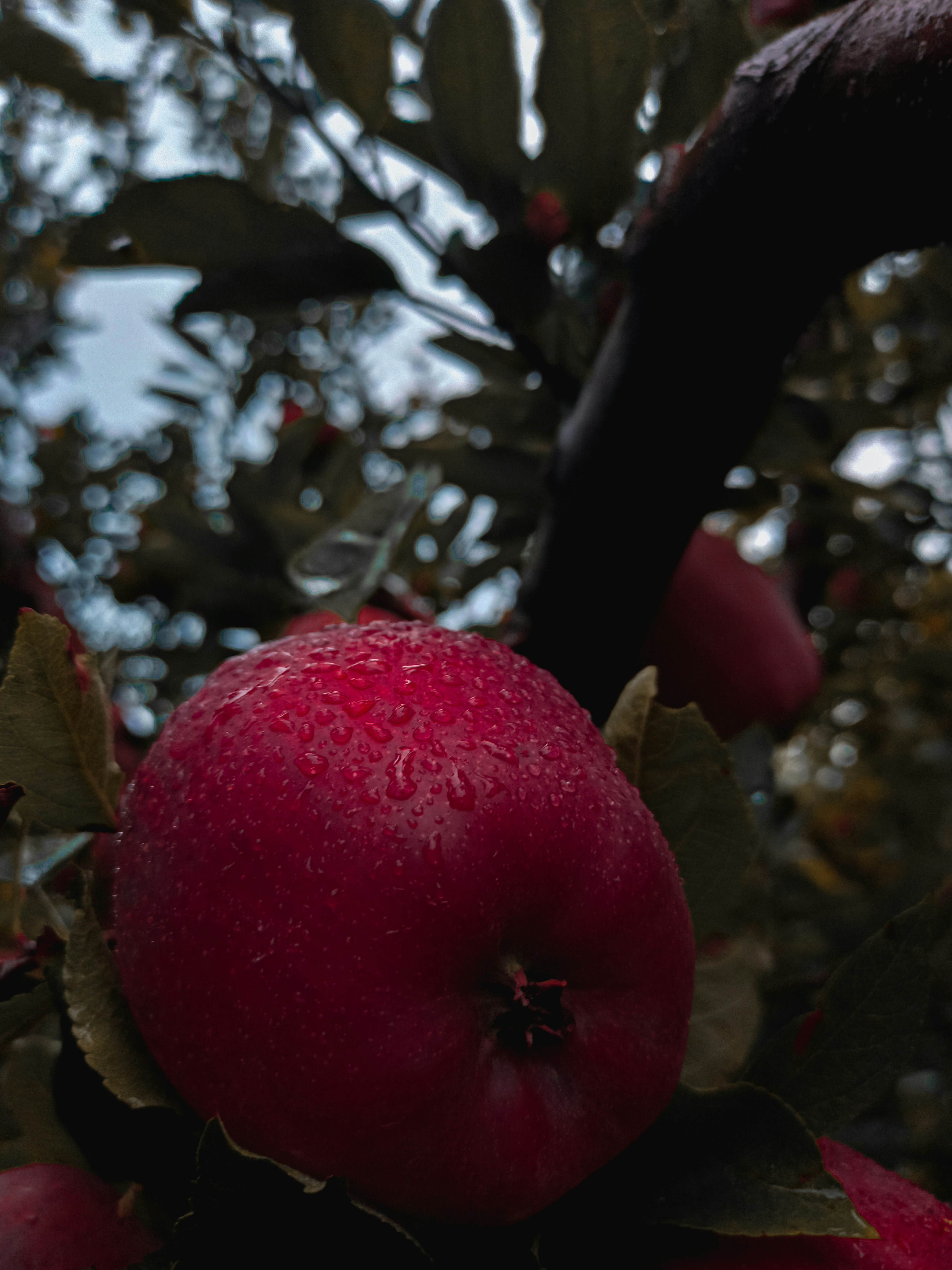 Close-up photograph of a red apple with water droplets on a dark leafy branch, captured in low light.