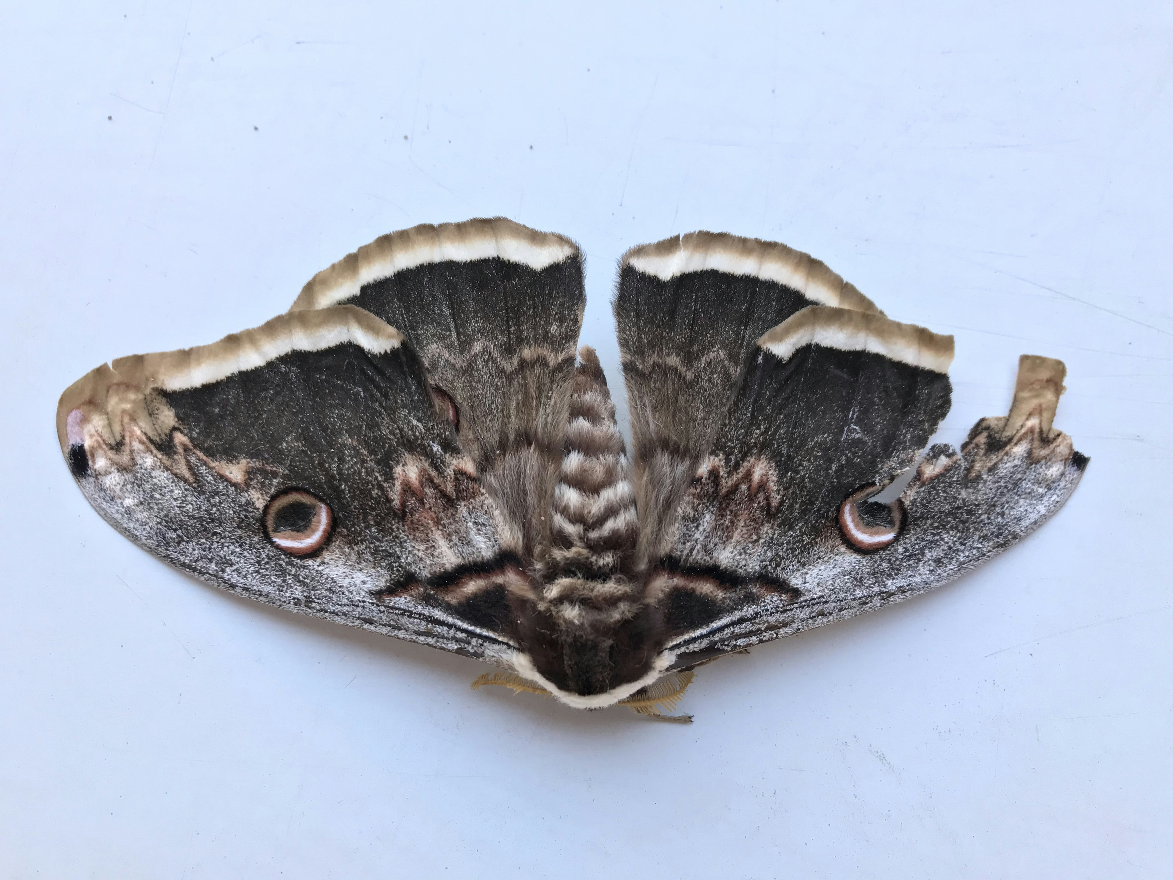 a moth on a white surface