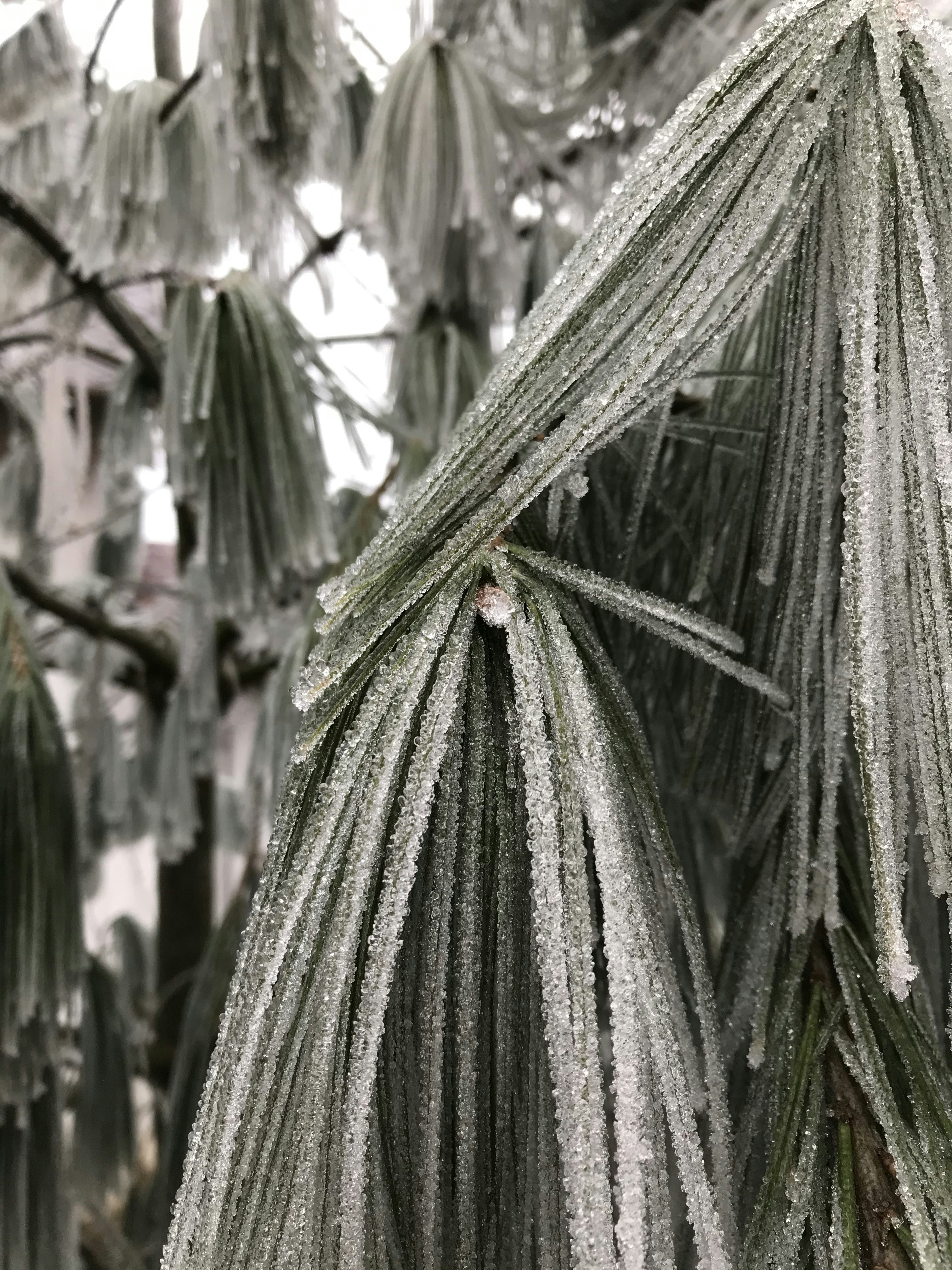 Frost-etched Pine Needles: a Micro Scene of Ice Crystals