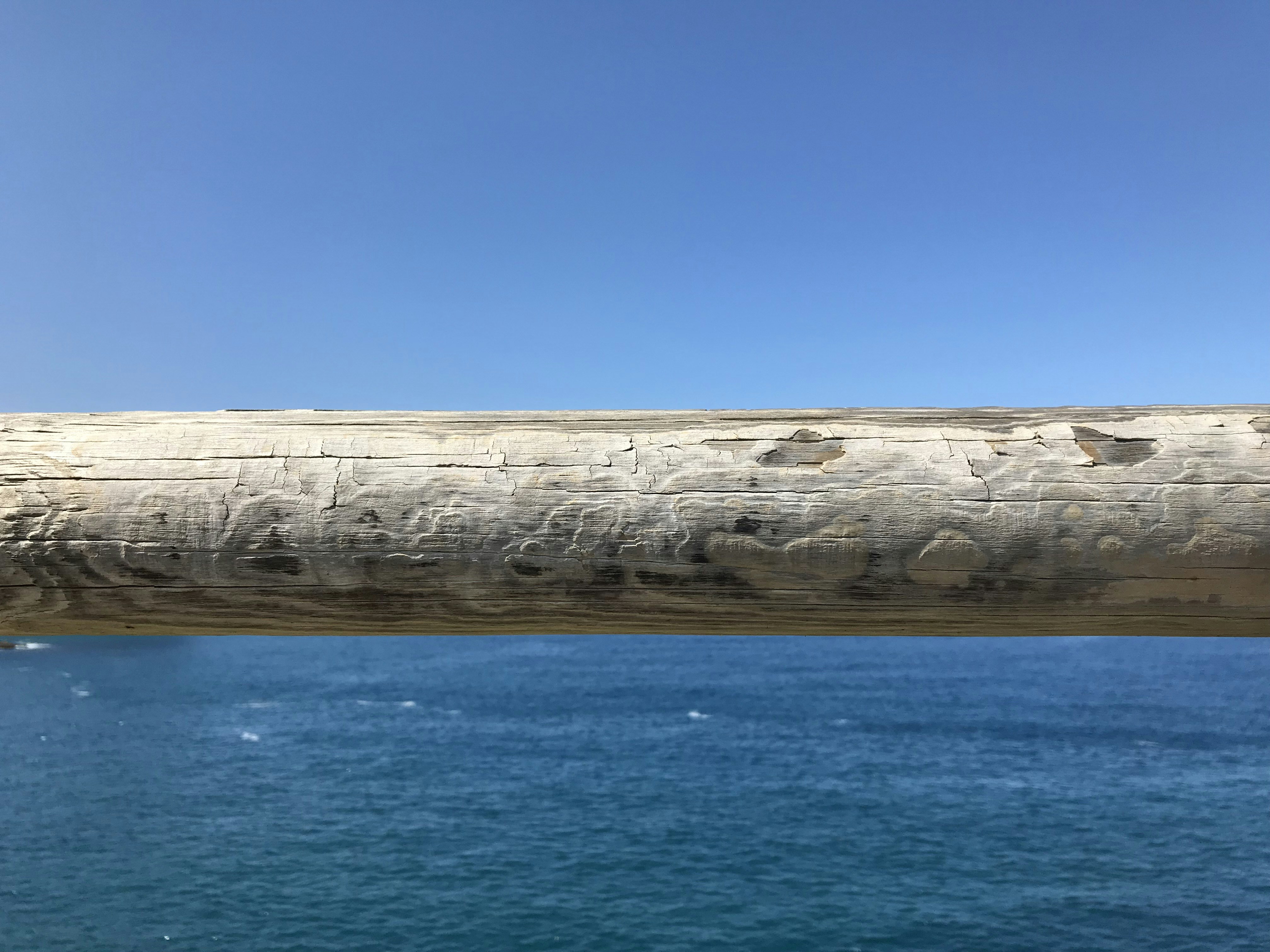 Weathered Driftwood Framing a Cerulean Sea Under a Clear Sky