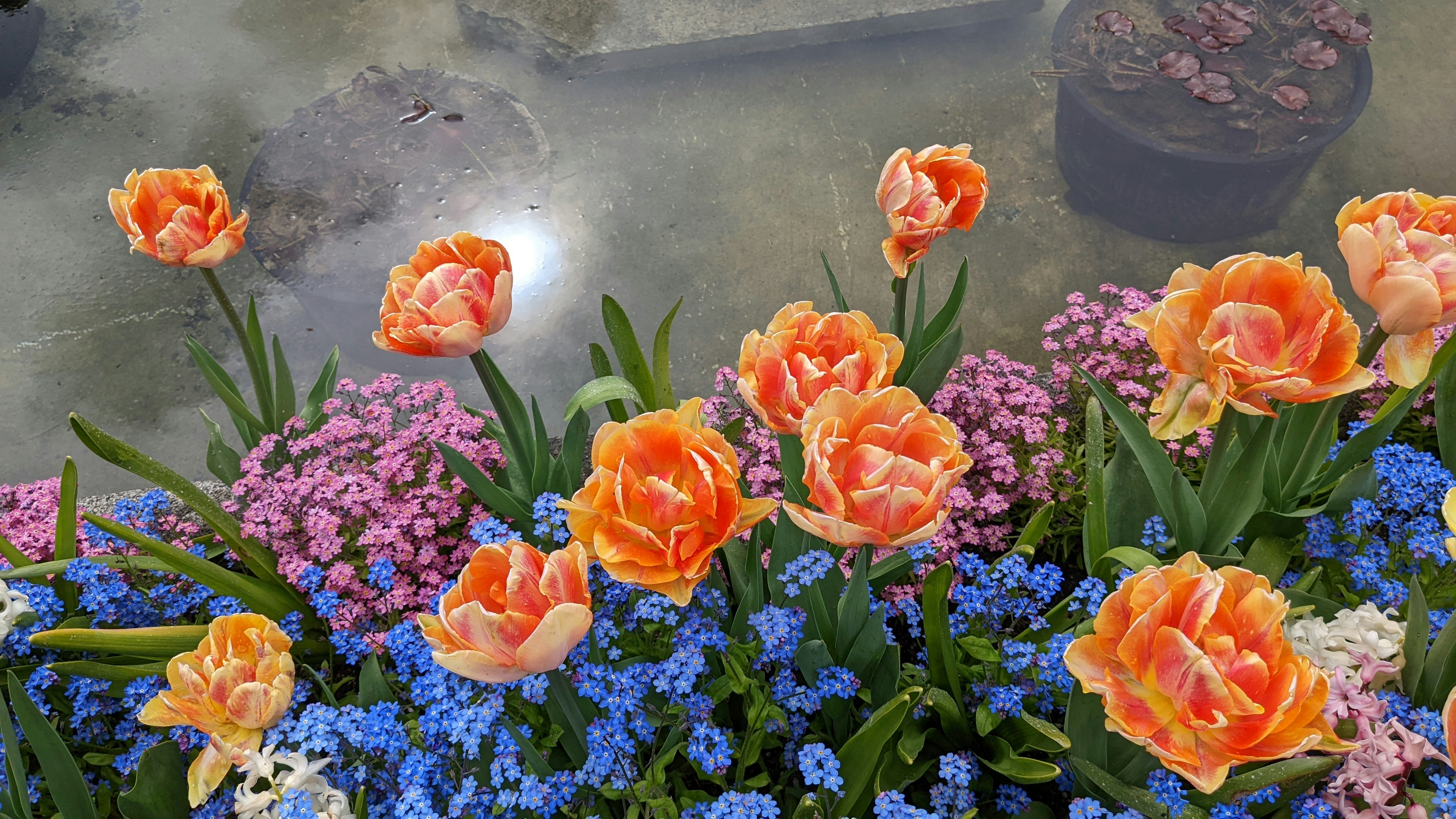 Un groupe de fleurs colorées photo – Photo Tulipes Gratuite sur Unsplash