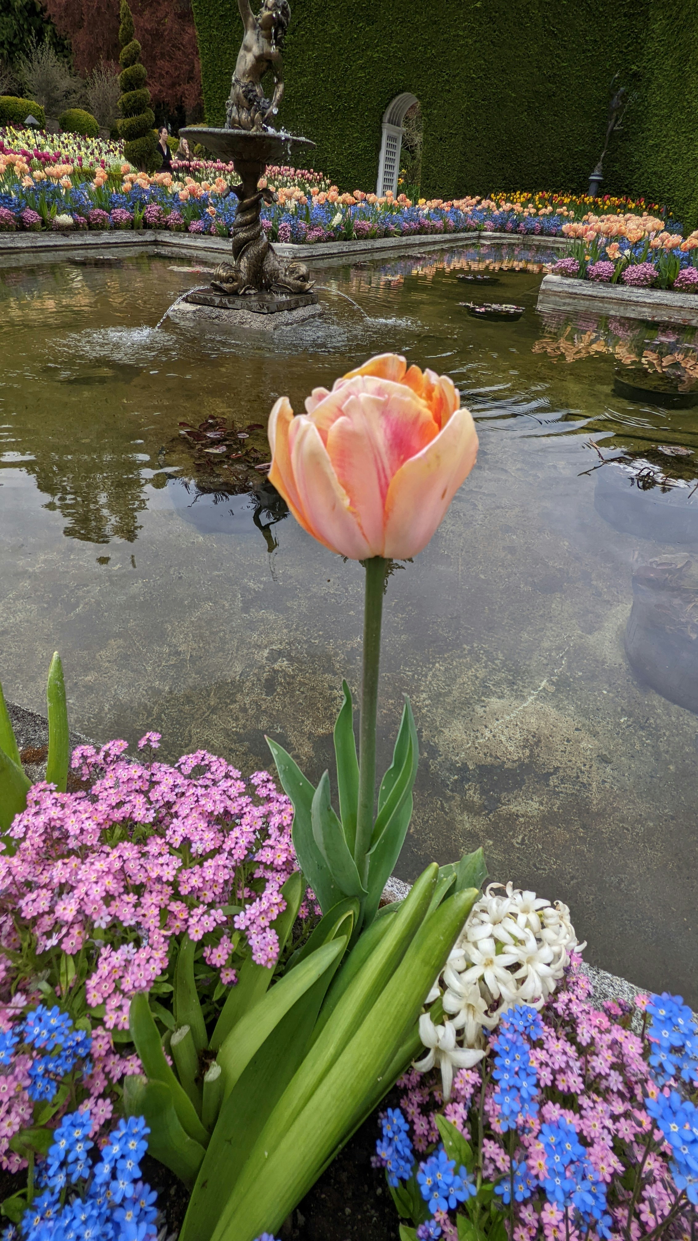 Peach Tulip Centerstage: A Garden's Quiet Portrait by Water