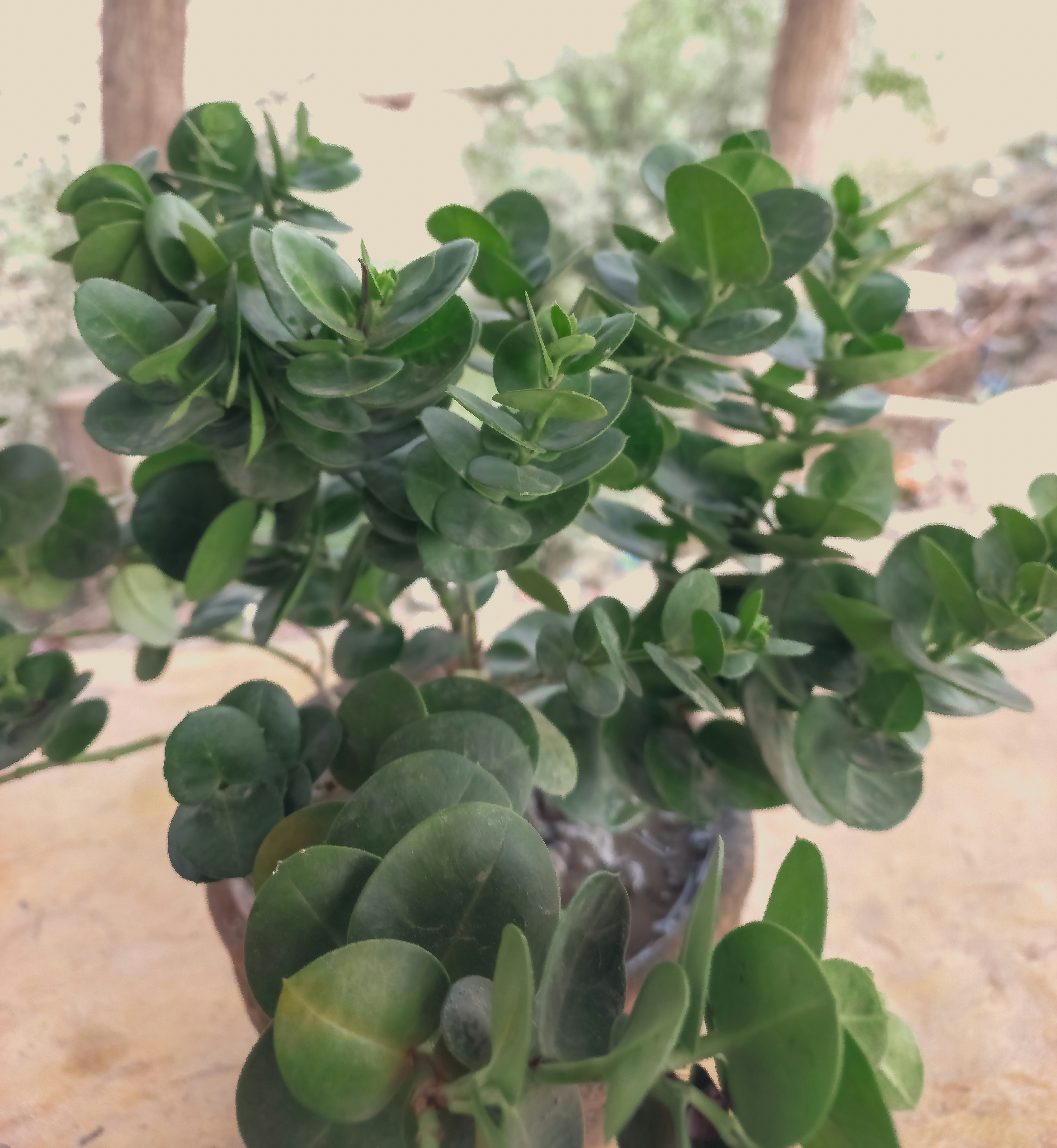Emerald Miniature Bonsai: Close-Up of Rounded Leaves on Weathered Wood