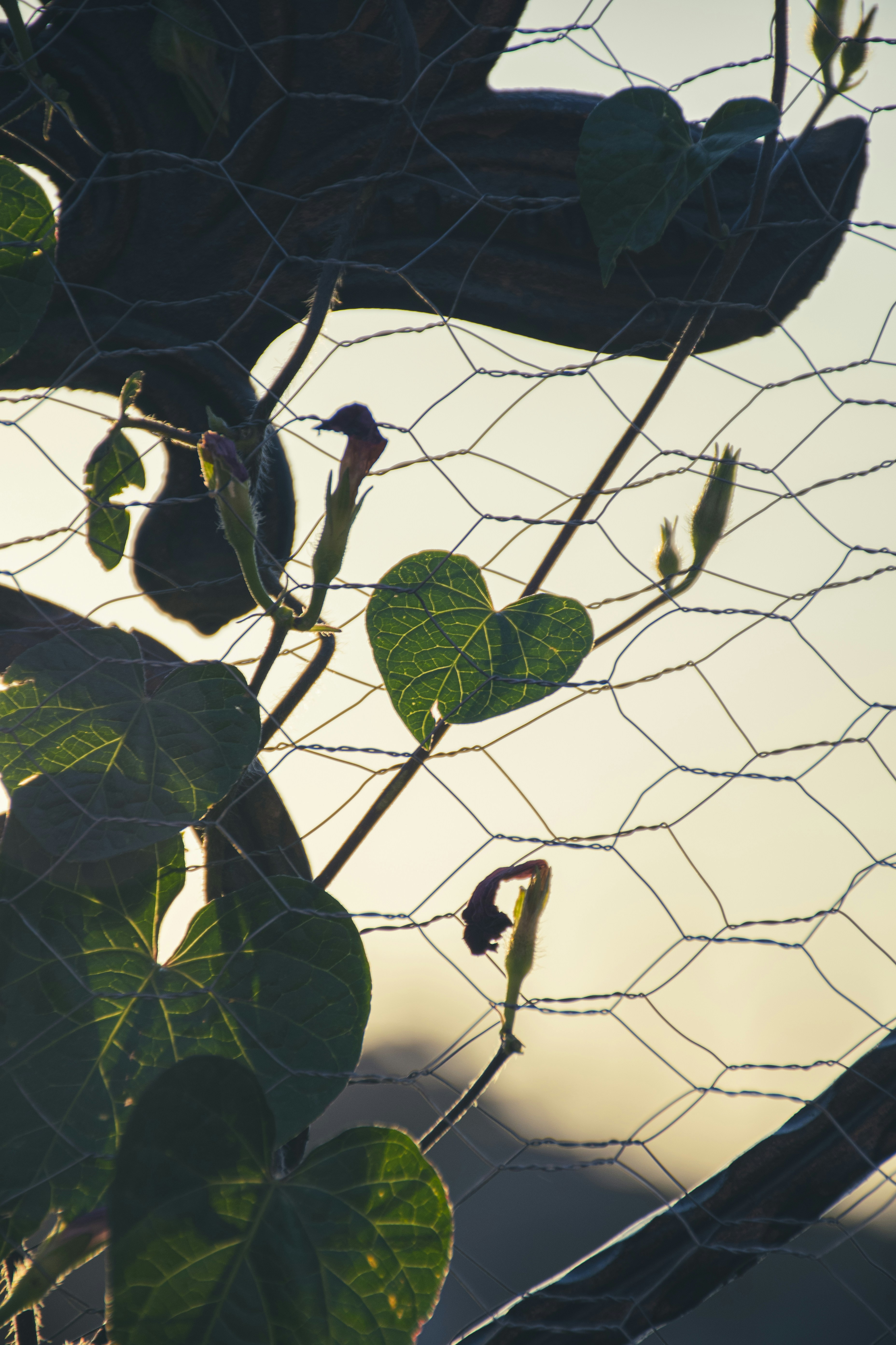 Veiled Greenery Entwined in Meshed Fences at Sunset