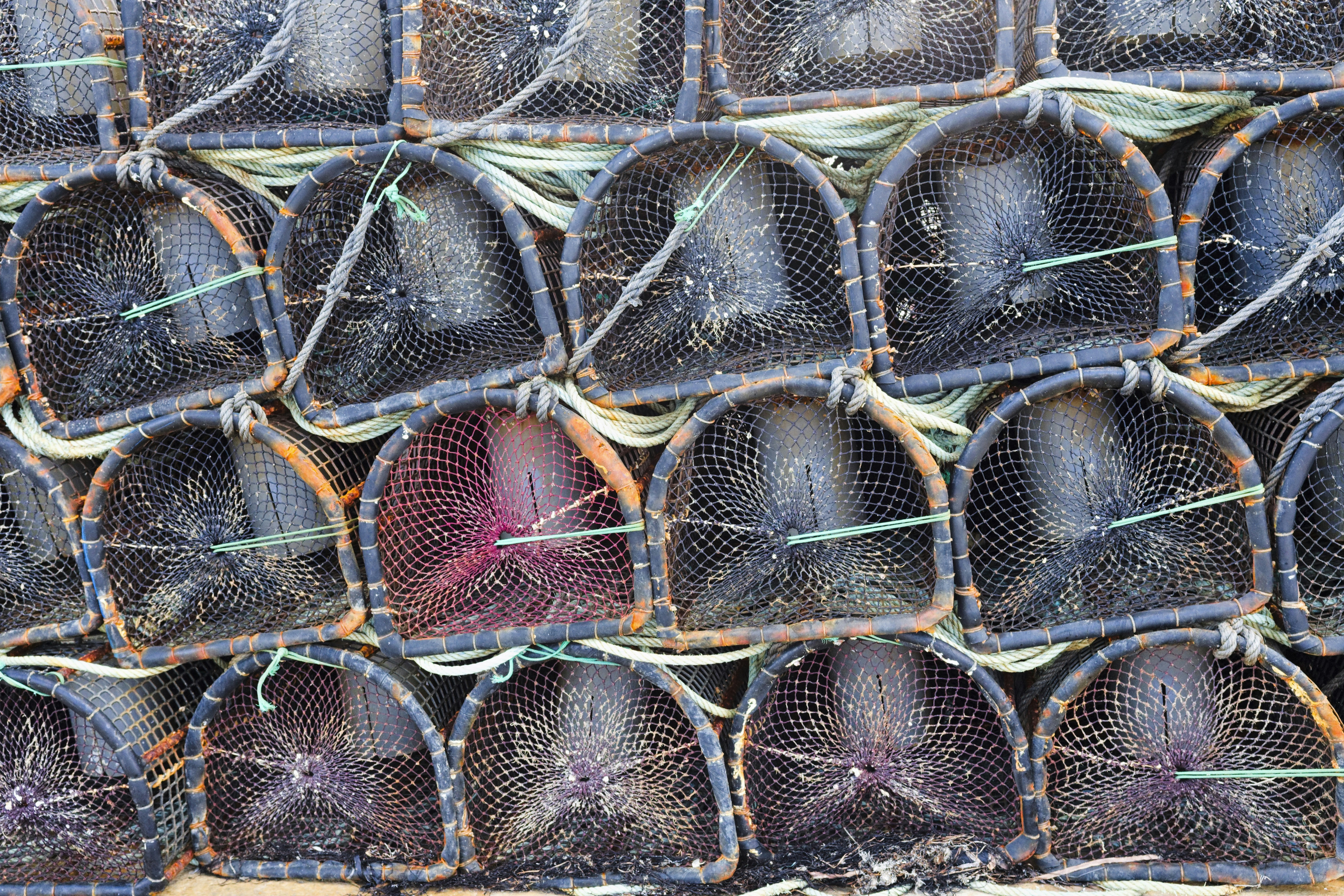 Brown Prawn 1 Picture Pictures | Download Free Images on Unsplash