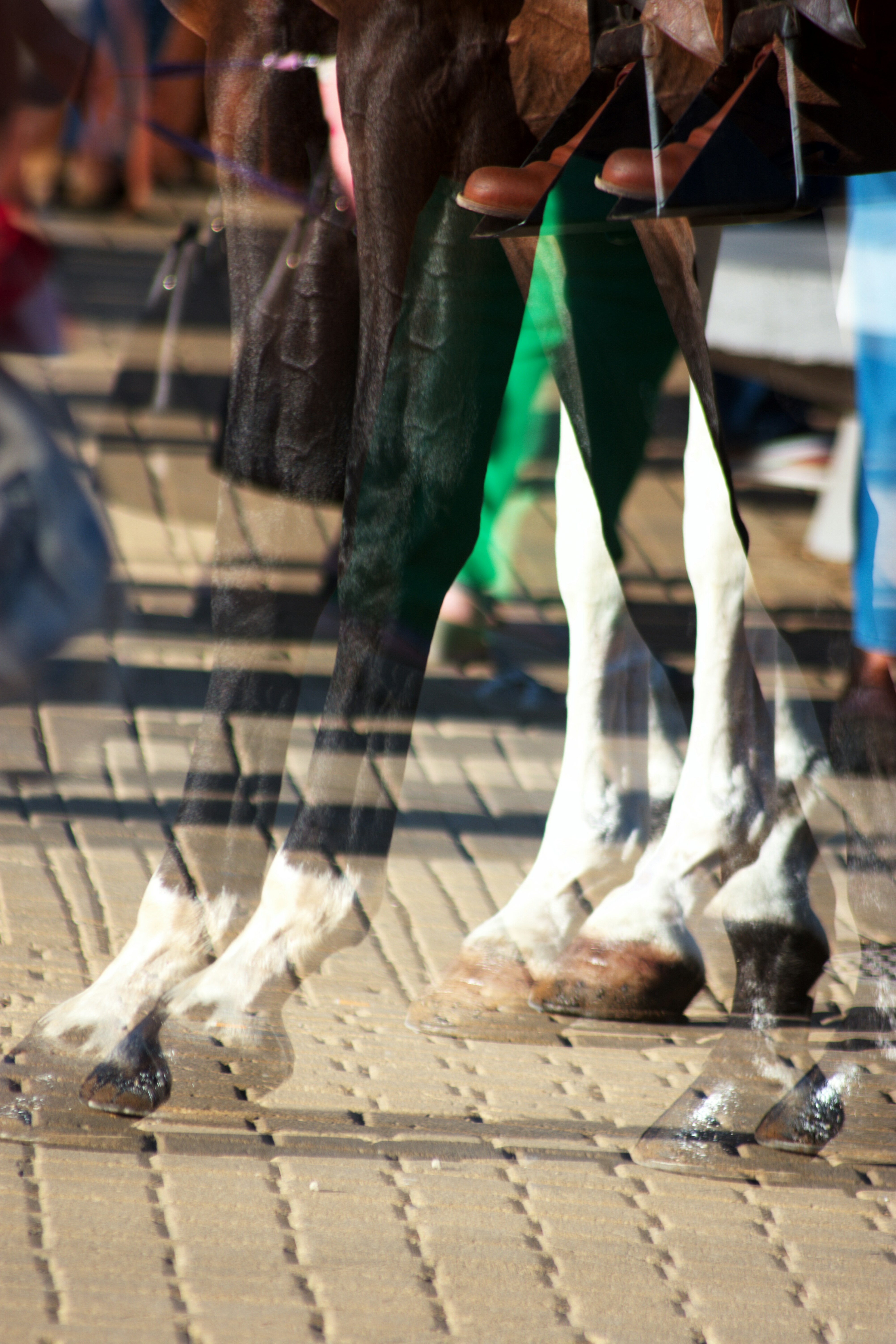 Legs in Motion: A Blur of Hooves and Shadows Across the Pavement