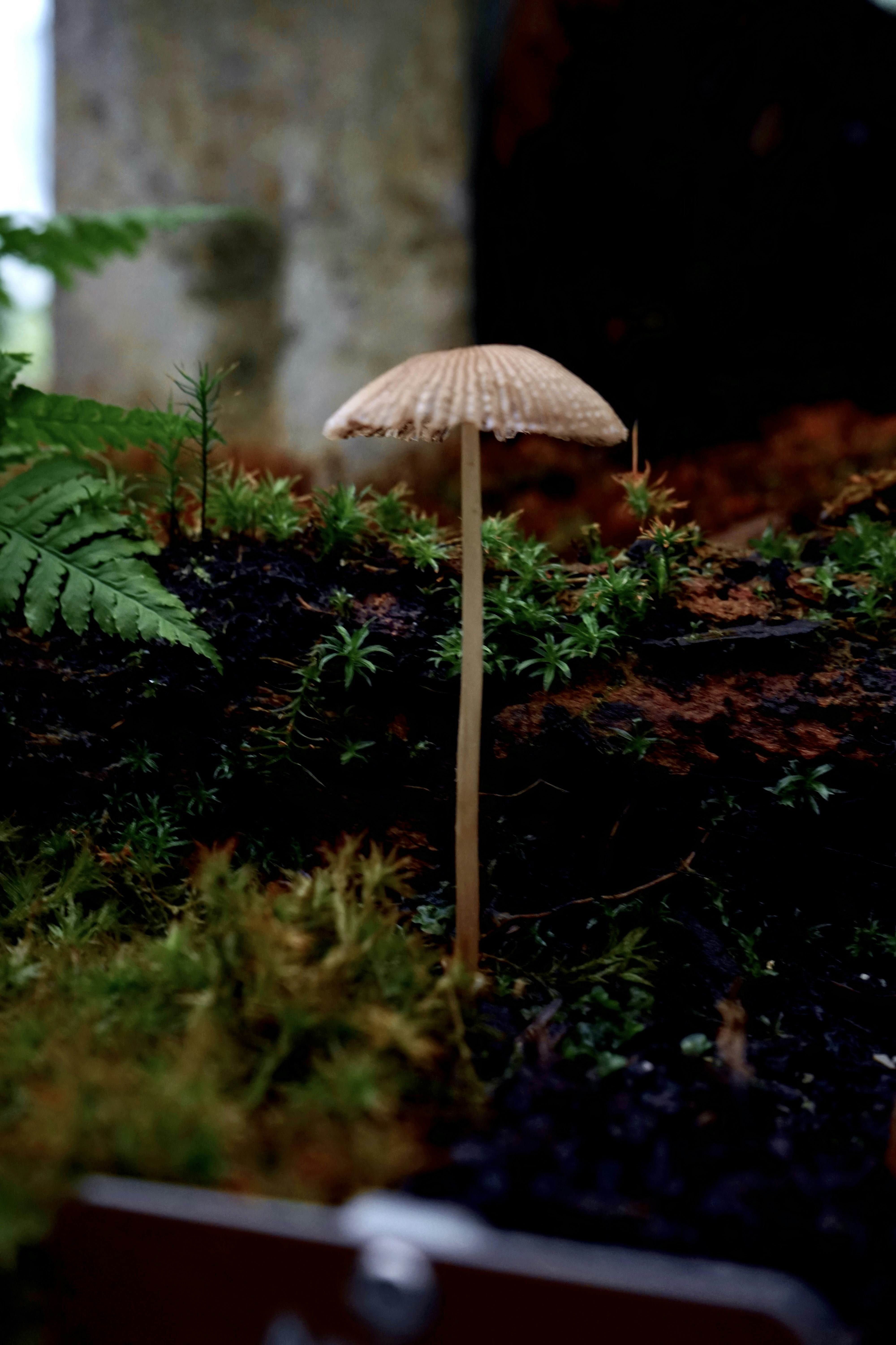A solitary mushroom rises amid moss and fern on a forest floor