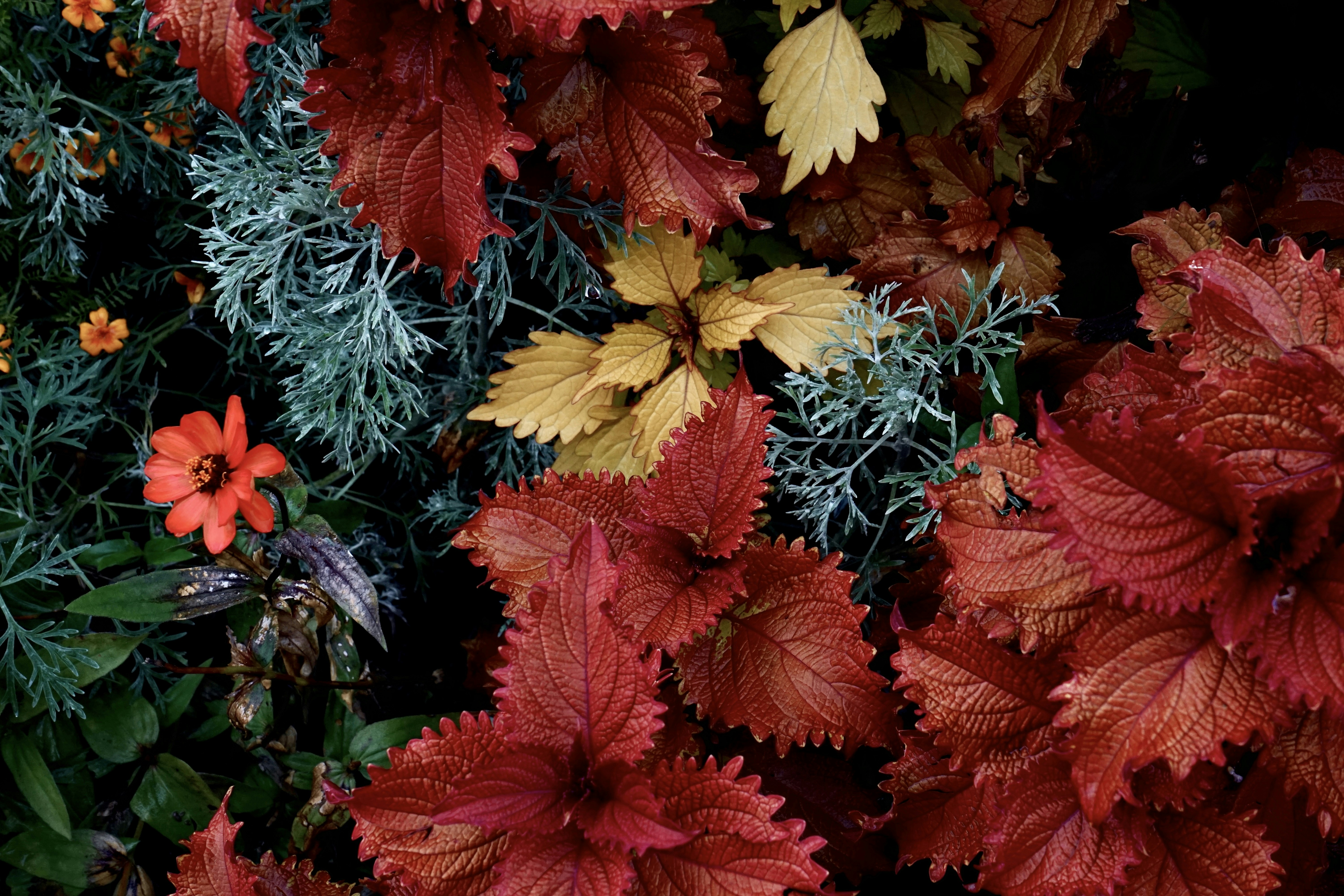 A group of colorful leaves photo – Free Basel Image on Unsplash