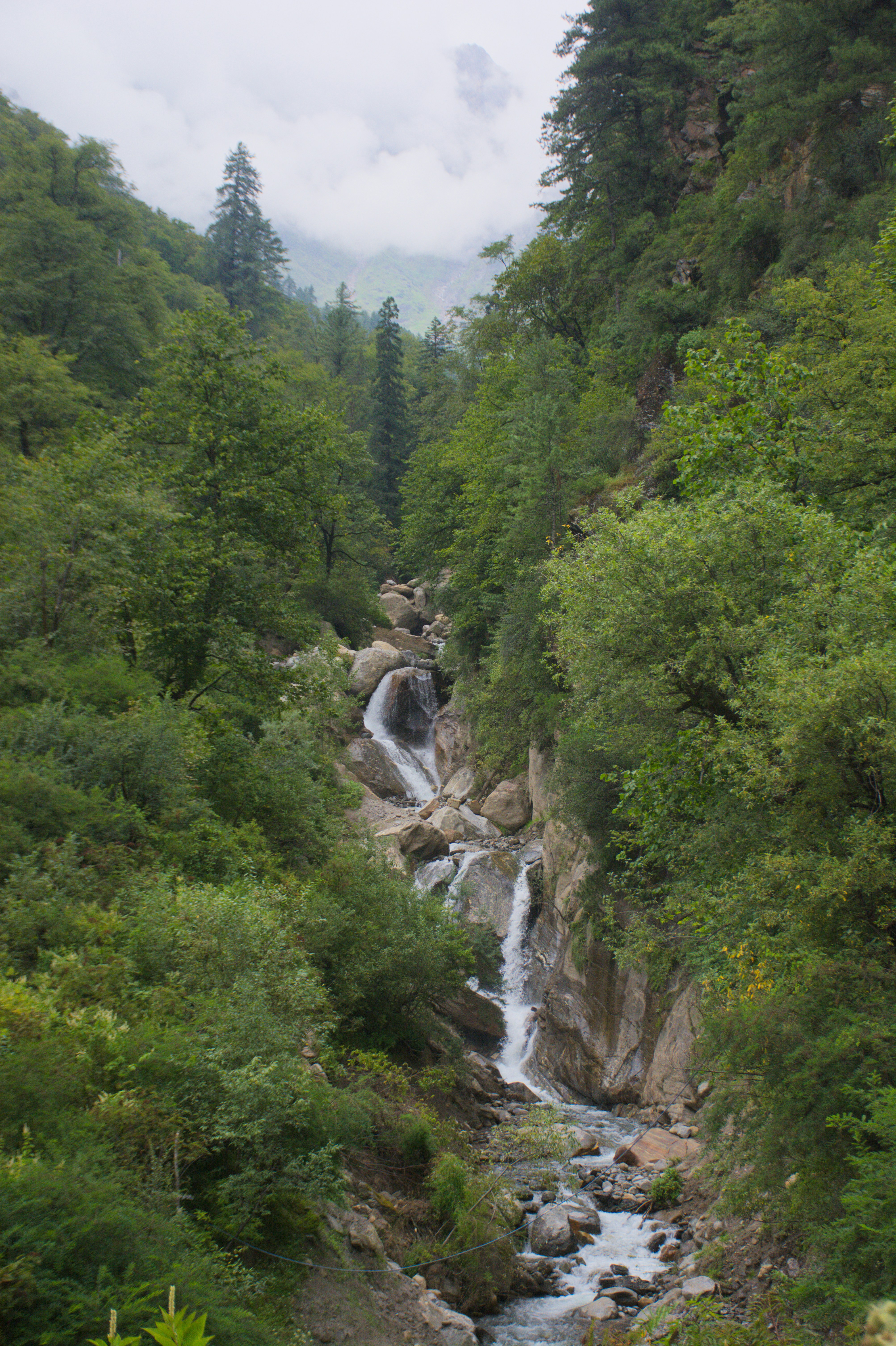 Emerald Gorge Cascade: A Narrow Forest Waterfall