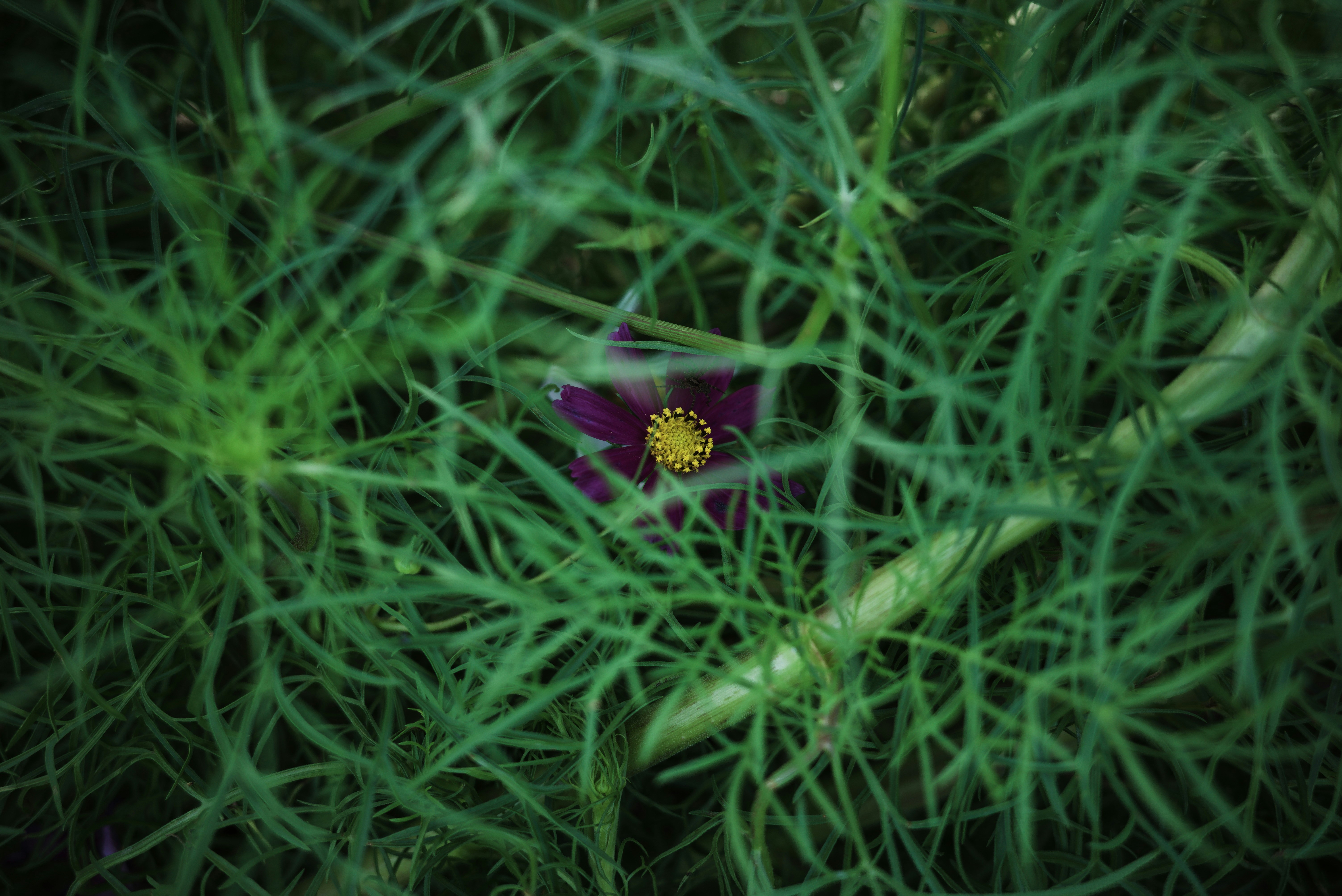 Purple Bloom Hidden in a Sea of Emerald Threads