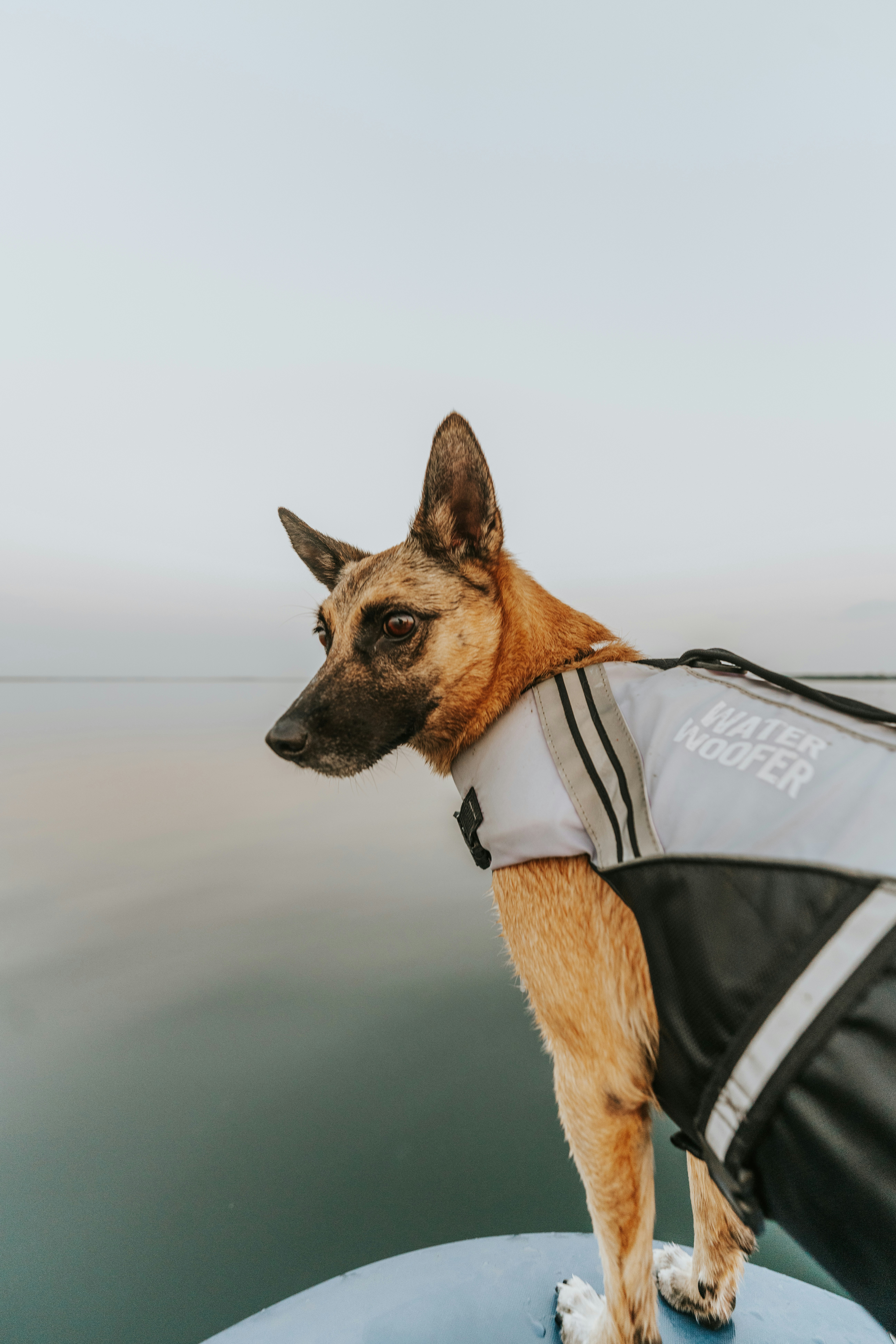 Dog wearing a life jacket gazing over tranquil waters, embodying adventure and safety.